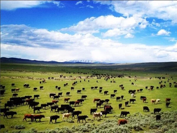 Working Ranch — Double J Ranch Exclusive Wedding & Event Venue