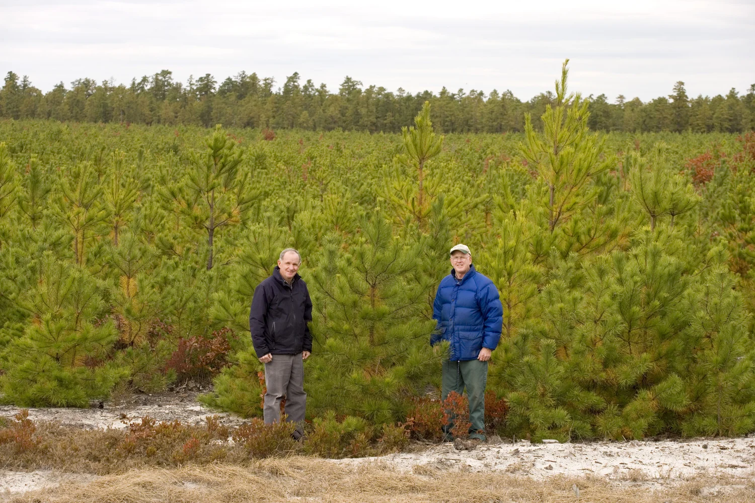 Pine Creek Forestry | Forestry Consultants | Conservation Managers ...
