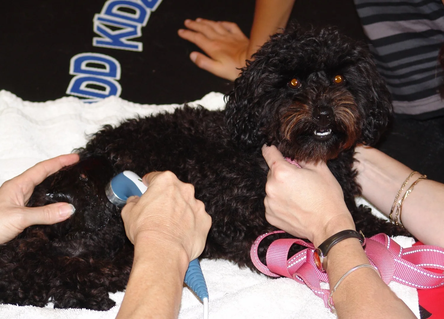 Cats & Dogs — Active Pet Rehab