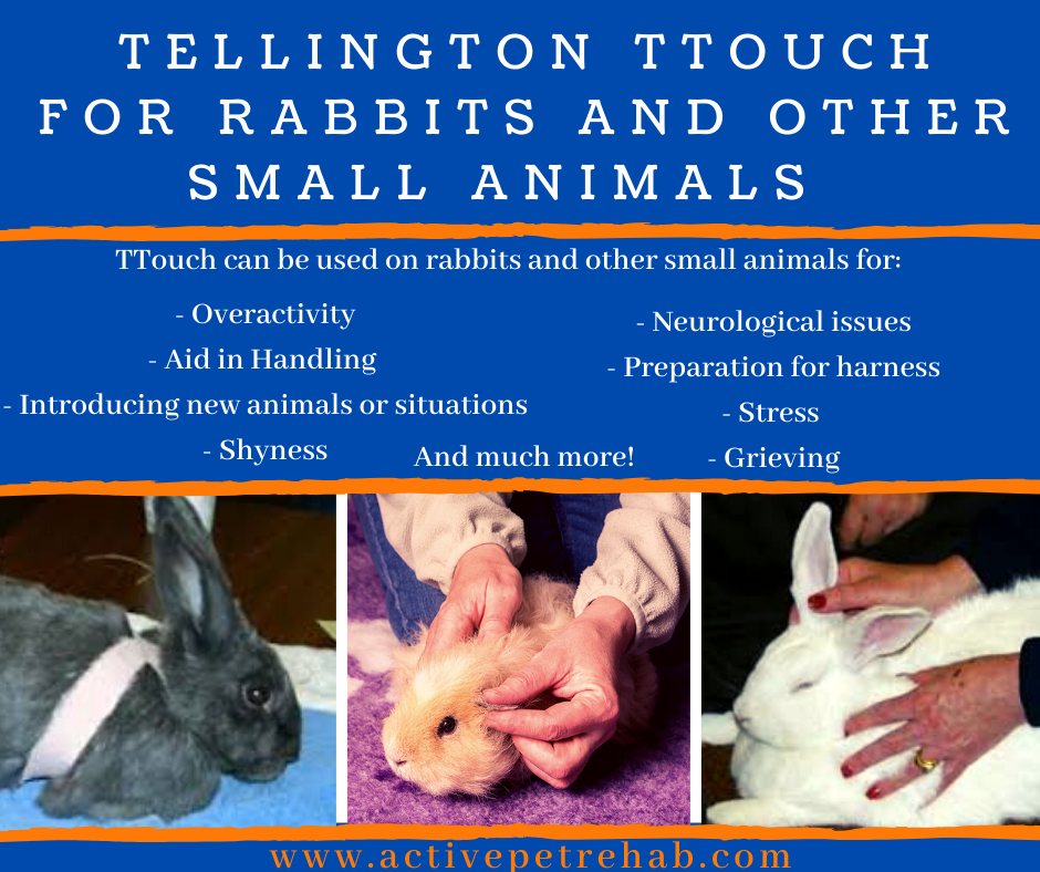 TTouch for Rabbits and other small animals — Active Pet Rehab