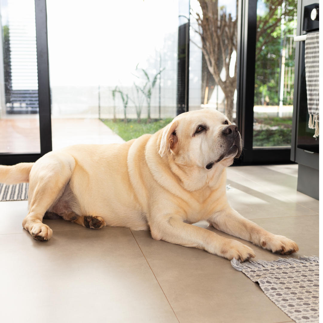 Get a Grip (of slippery floors for your dog) — Active Pet Rehab