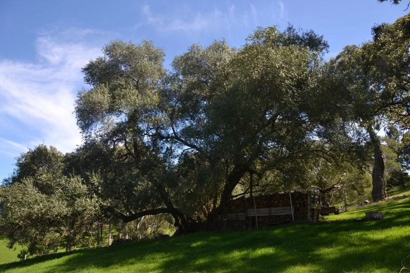 Significant Trees in Cherry Gardens — The 'Cherry Chatter'