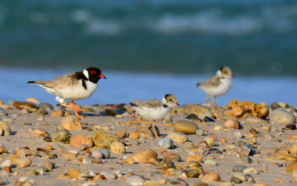 Plucky Plovers holding on, with a little help from their friends — The ...