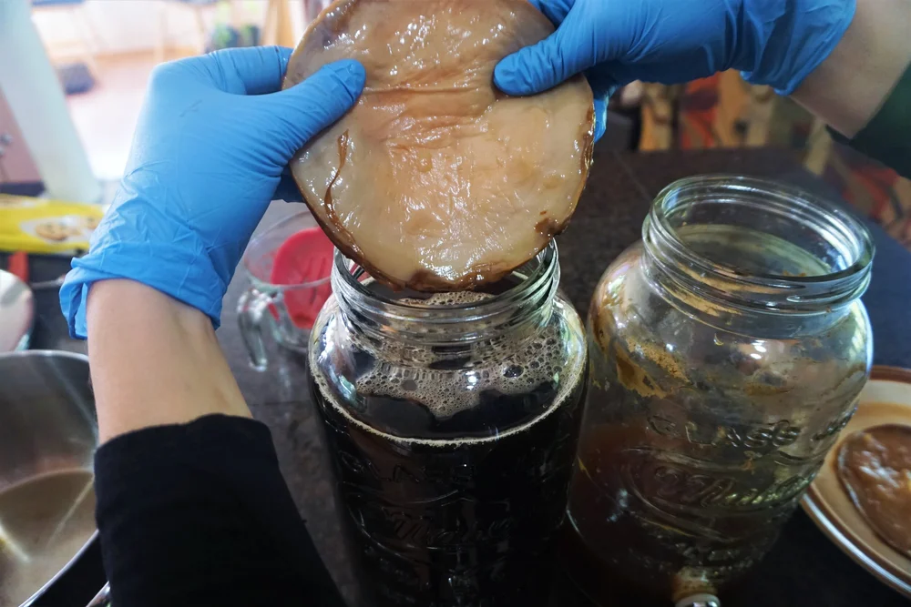 A Beginner's Guide to Brewing Kombucha — The Gut Nursery