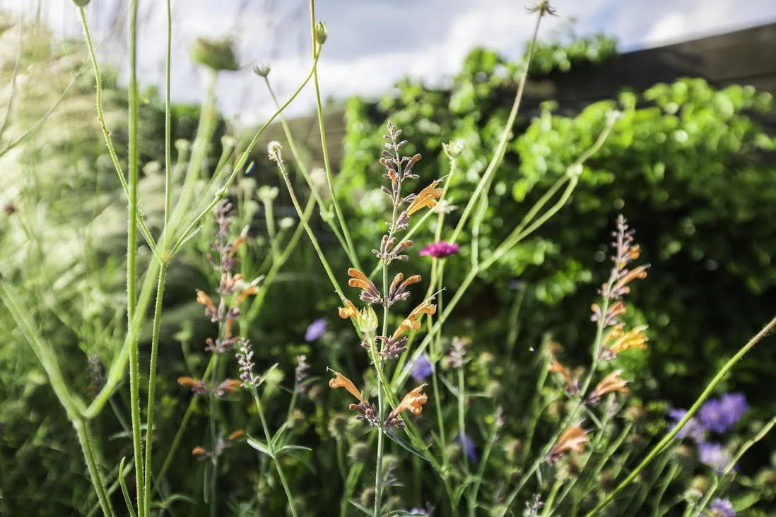 Landstylist :: landscape design ideas, curated