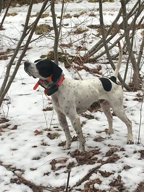 Justin's English Pointer, Tucker — Inukshuk Professional Dog Food