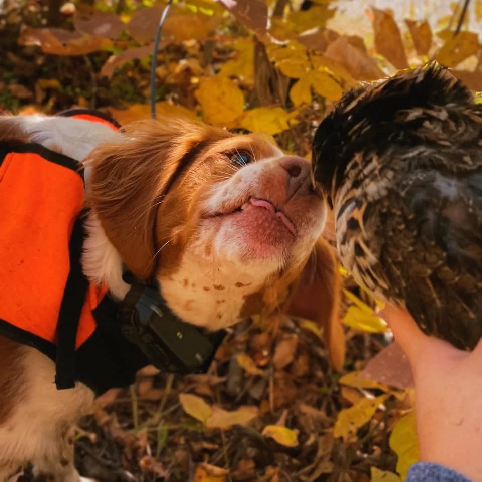 Why Our Customers Choose Inukshuk | Inukshuk Professional Dog Food