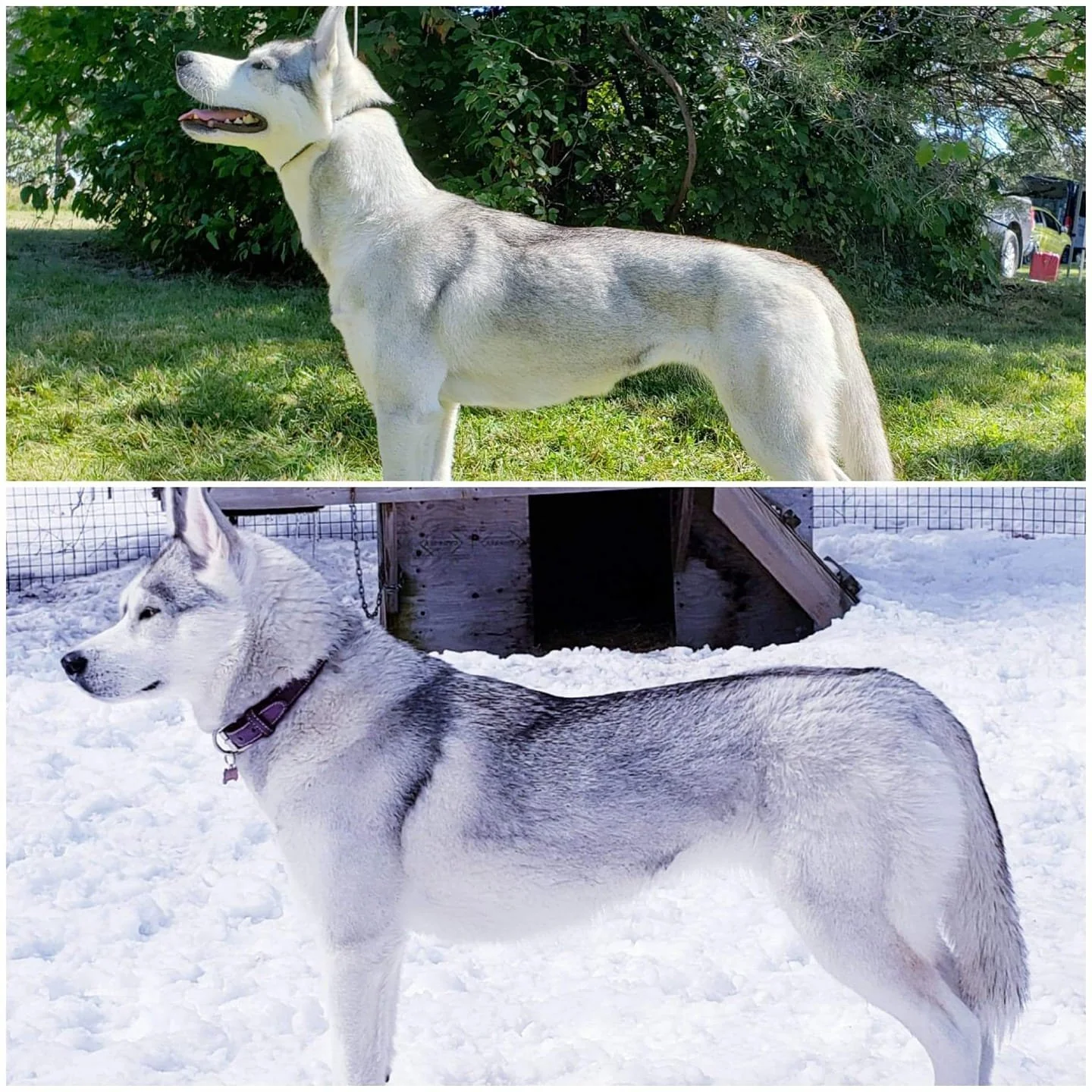 How To Make Husky Gain Weight