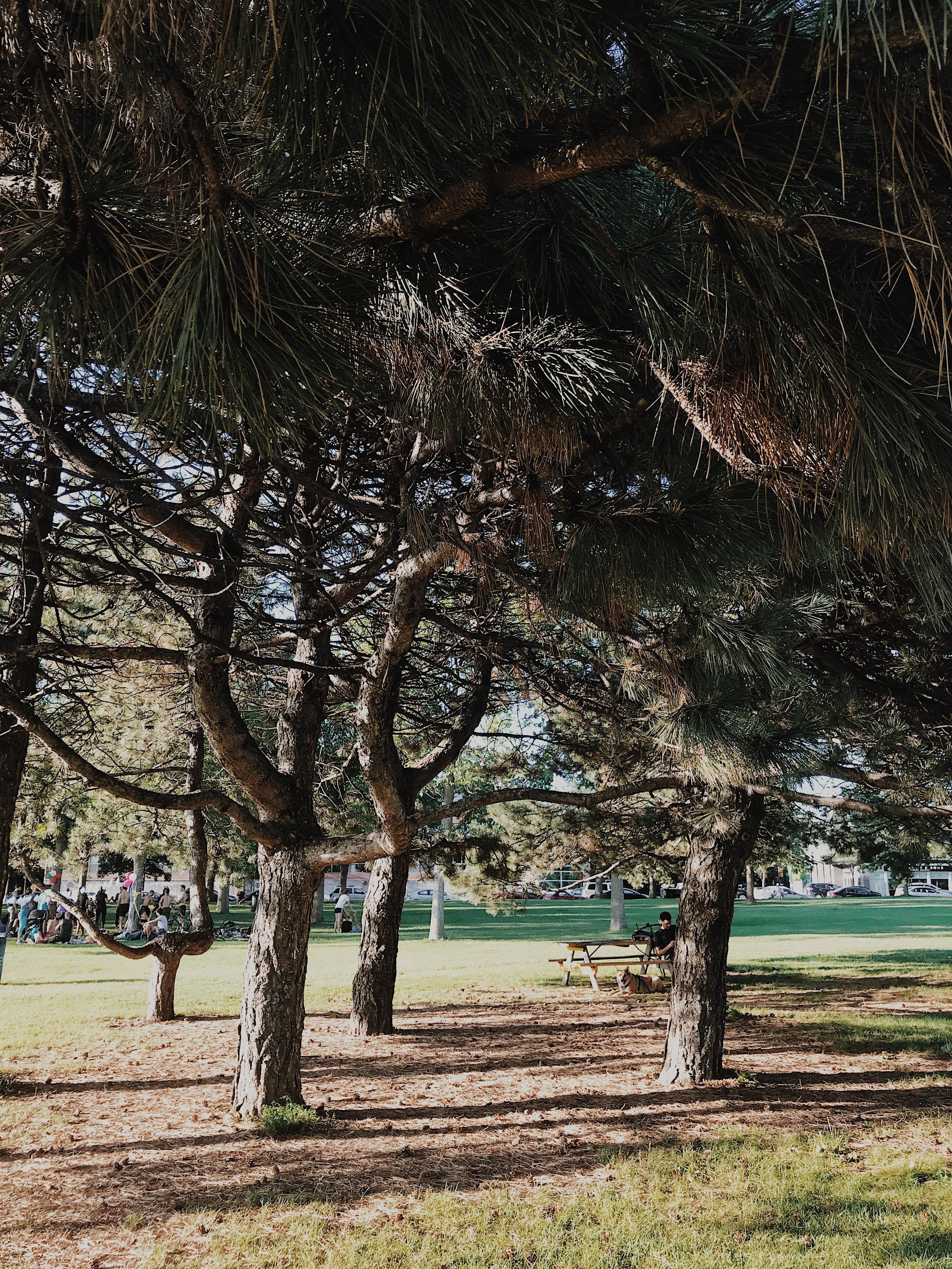 [Montréal, Villeray] Parc Jarry — On va se promener?