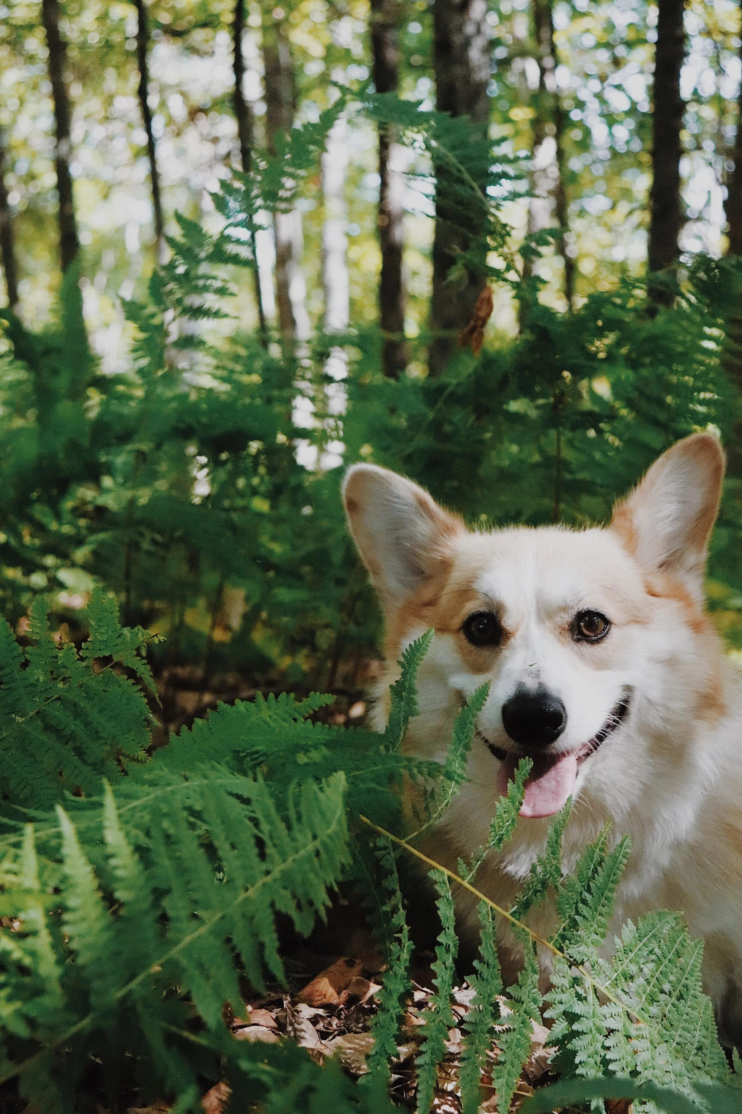 [Laurentides, Huberdeau] Le Calvaire d'Huberdeau — On va se promener?