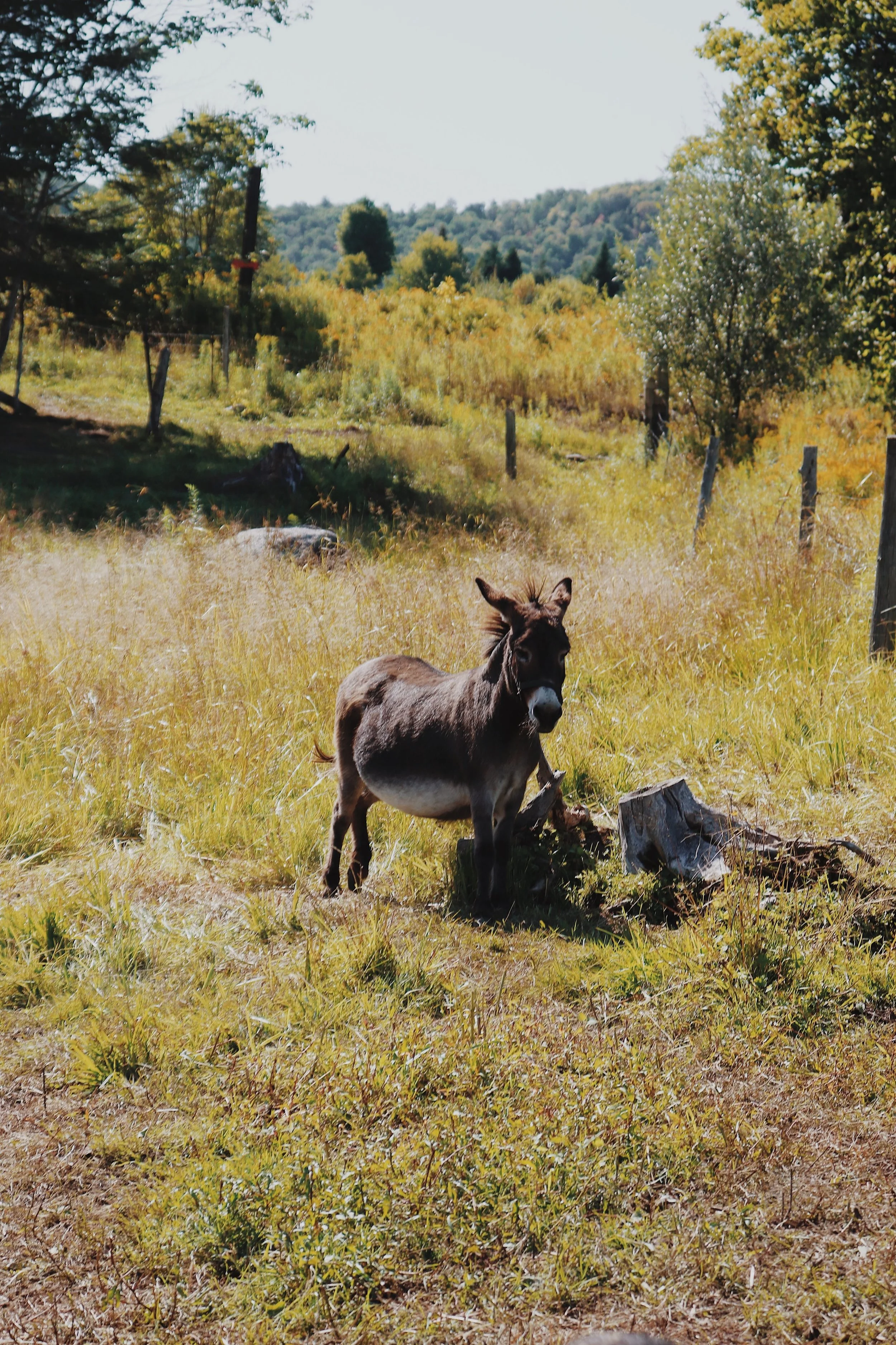 [Laurentides, Huberdeau] Ferme du Coq à l'âne des Laurentides — On va ...