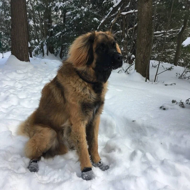 Guide de bottes pour chien — On va se promener?
