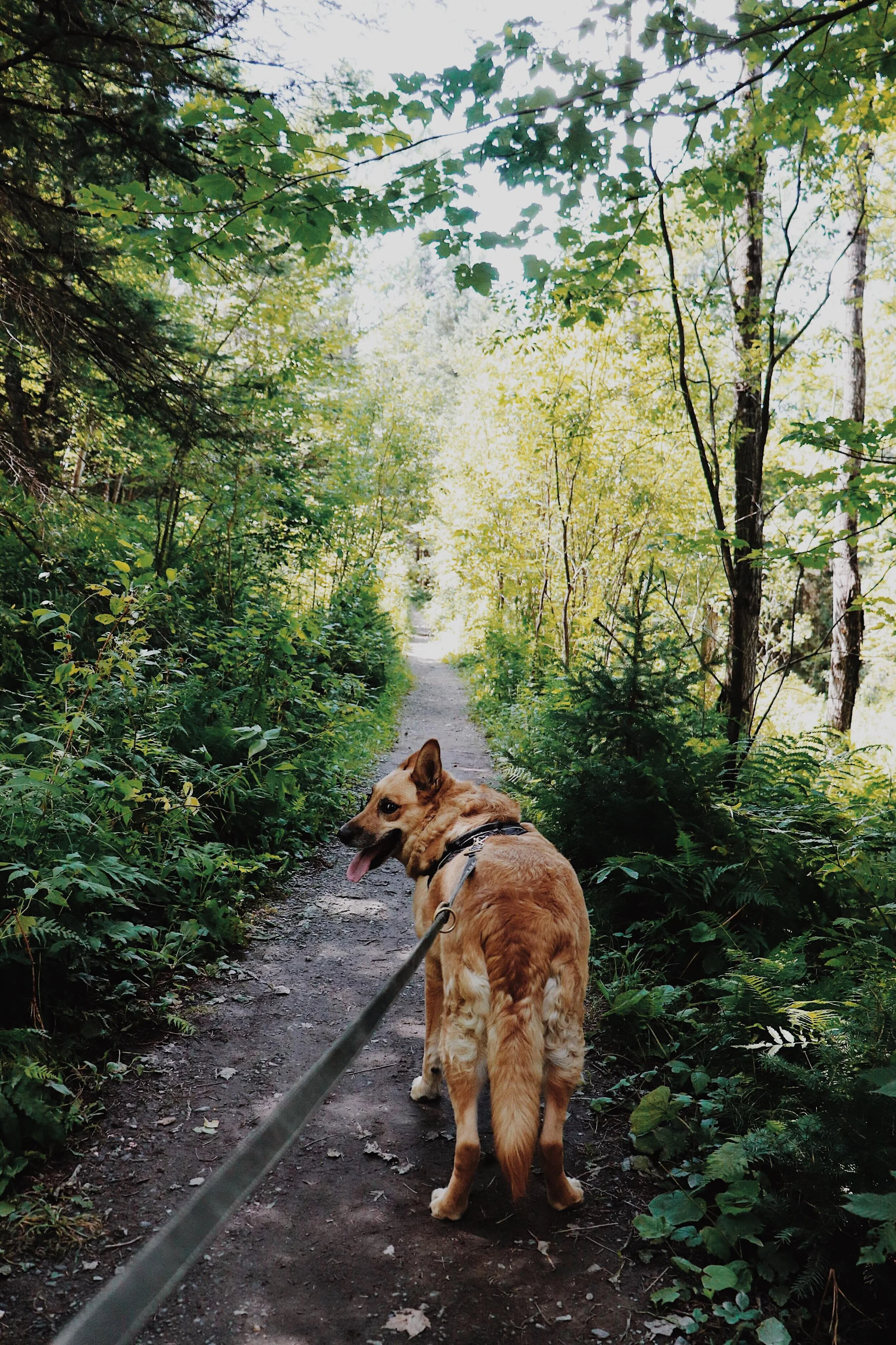[Centre-du-Québec, Ham-Nord] Parc des cascades de Ham-Nord — On va se ...