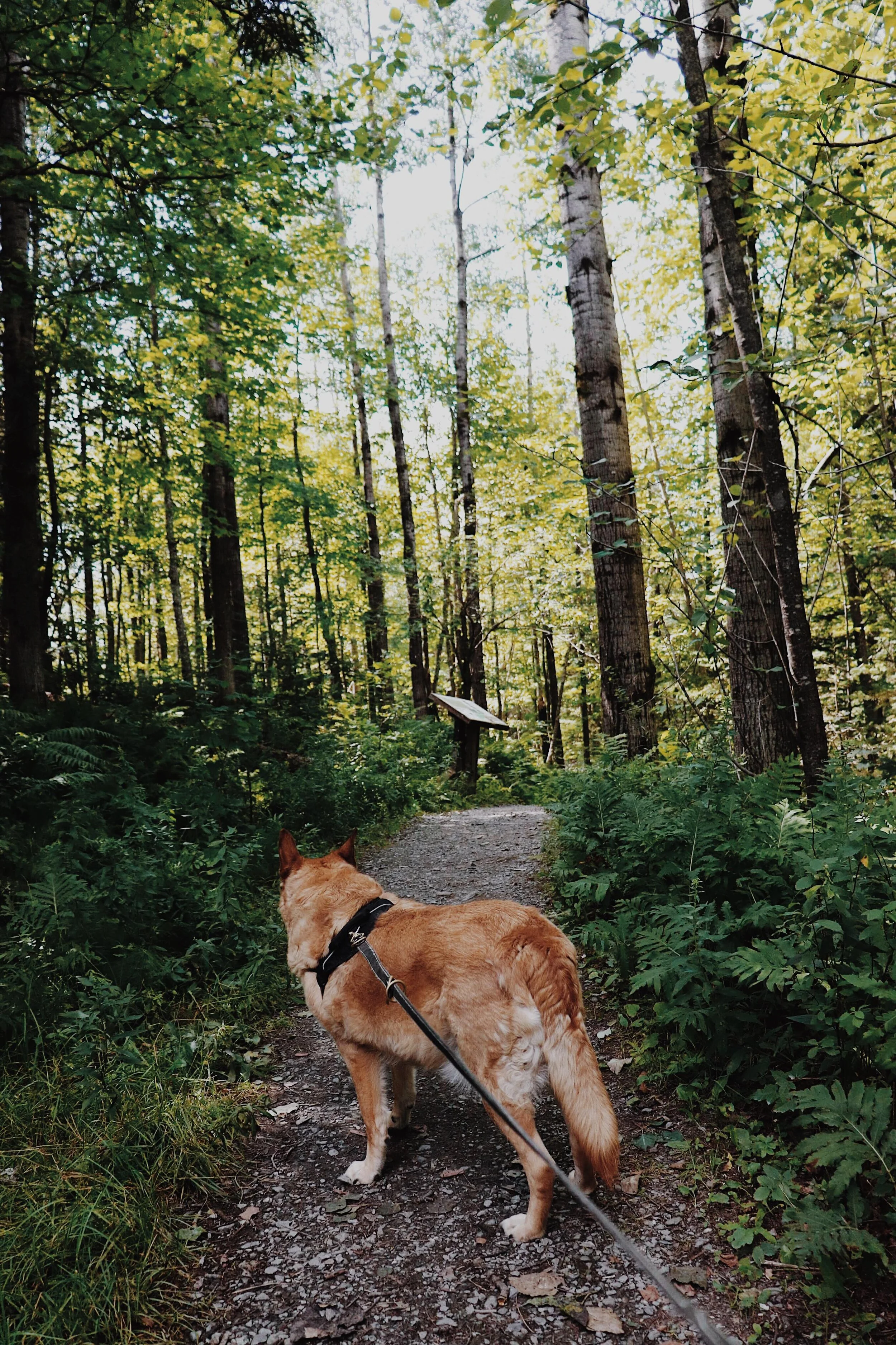 [Centre-du-Québec, Ham-Nord] Parc des cascades de Ham-Nord — On va se ...