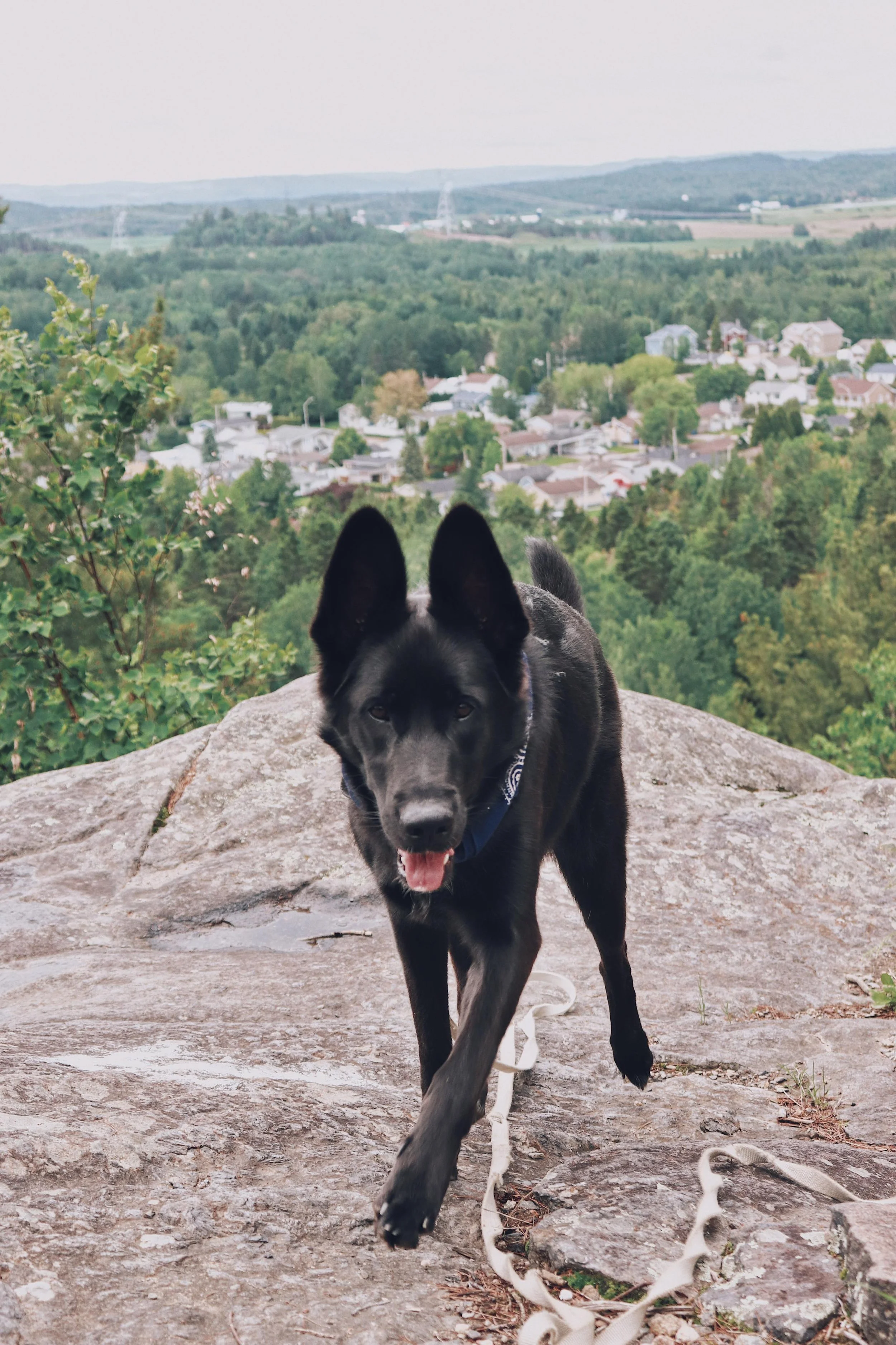 Les sommets où randonner avec son chien — On va se promener