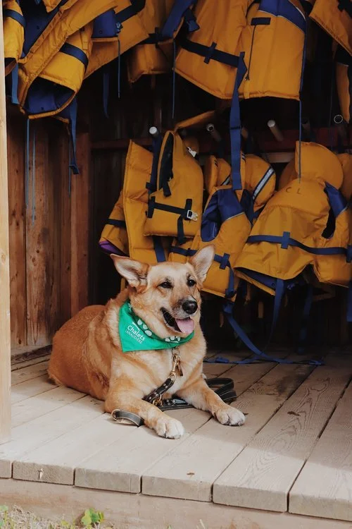 Activités à faire avec son chien — On va se promener