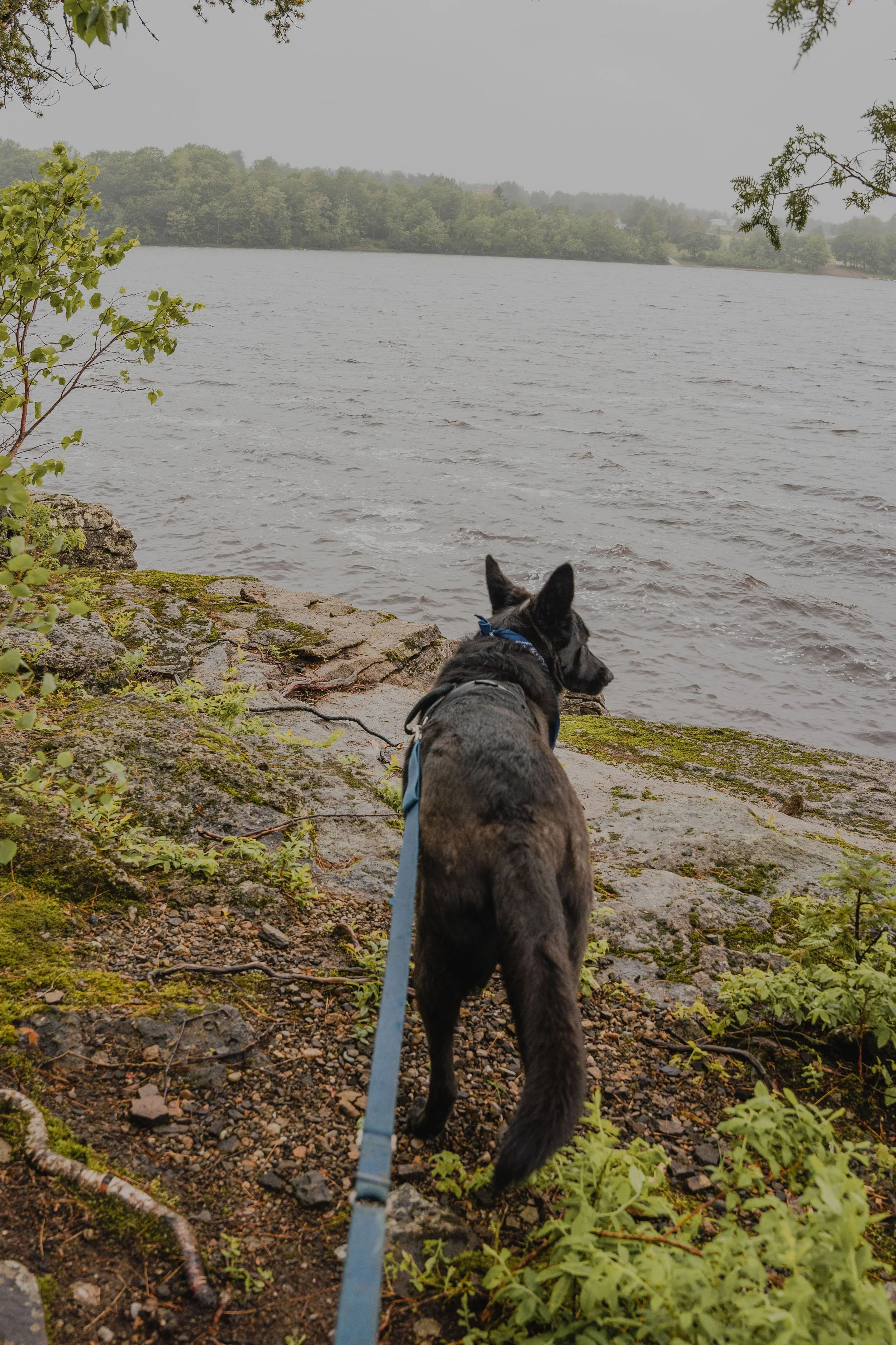 [NB, Cambridge-Narrows] Pines Conservation Park — On va se promener