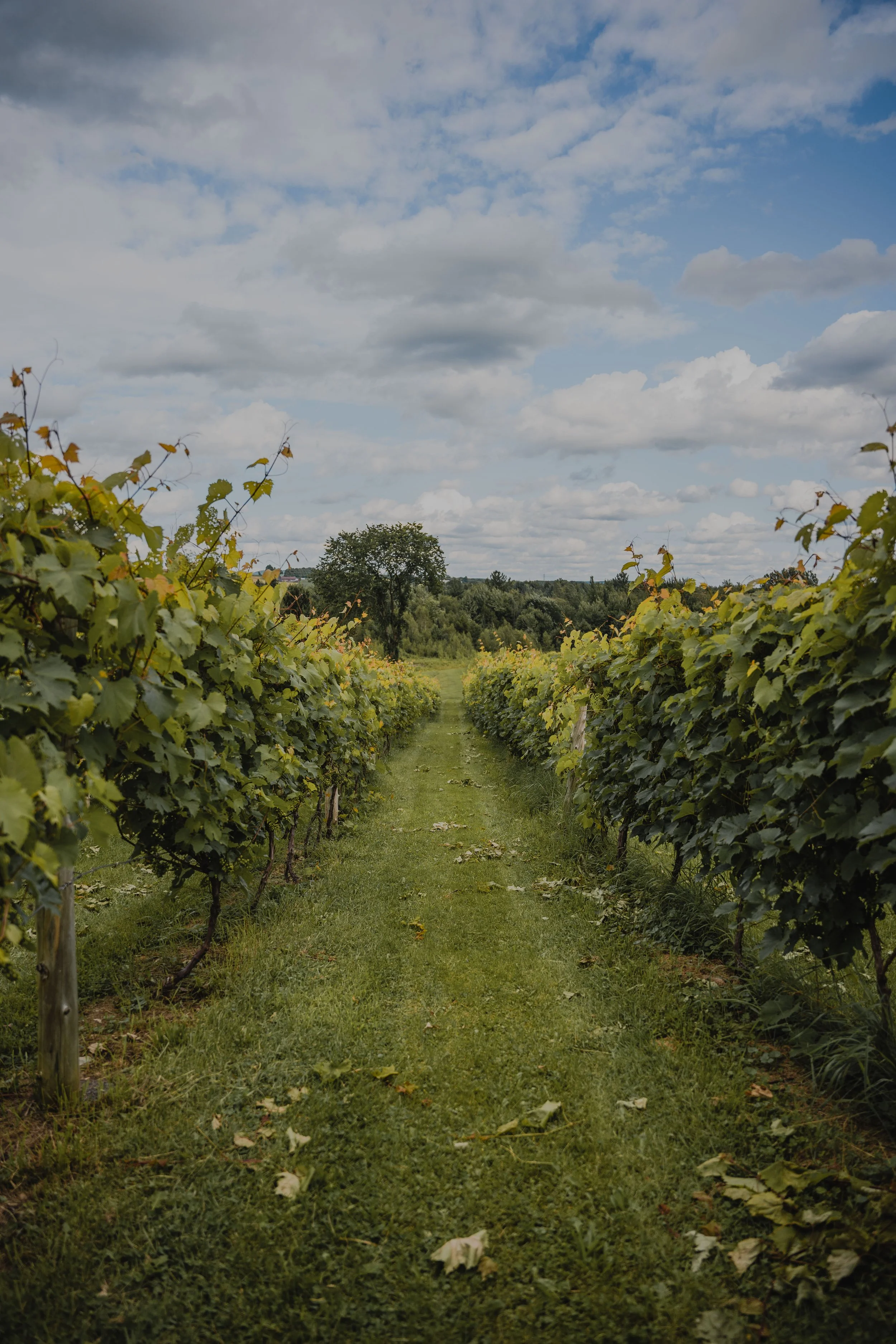 [C-d-Q, Tingwick] Vignoble Les Côtes du Gavet — On va se promener
