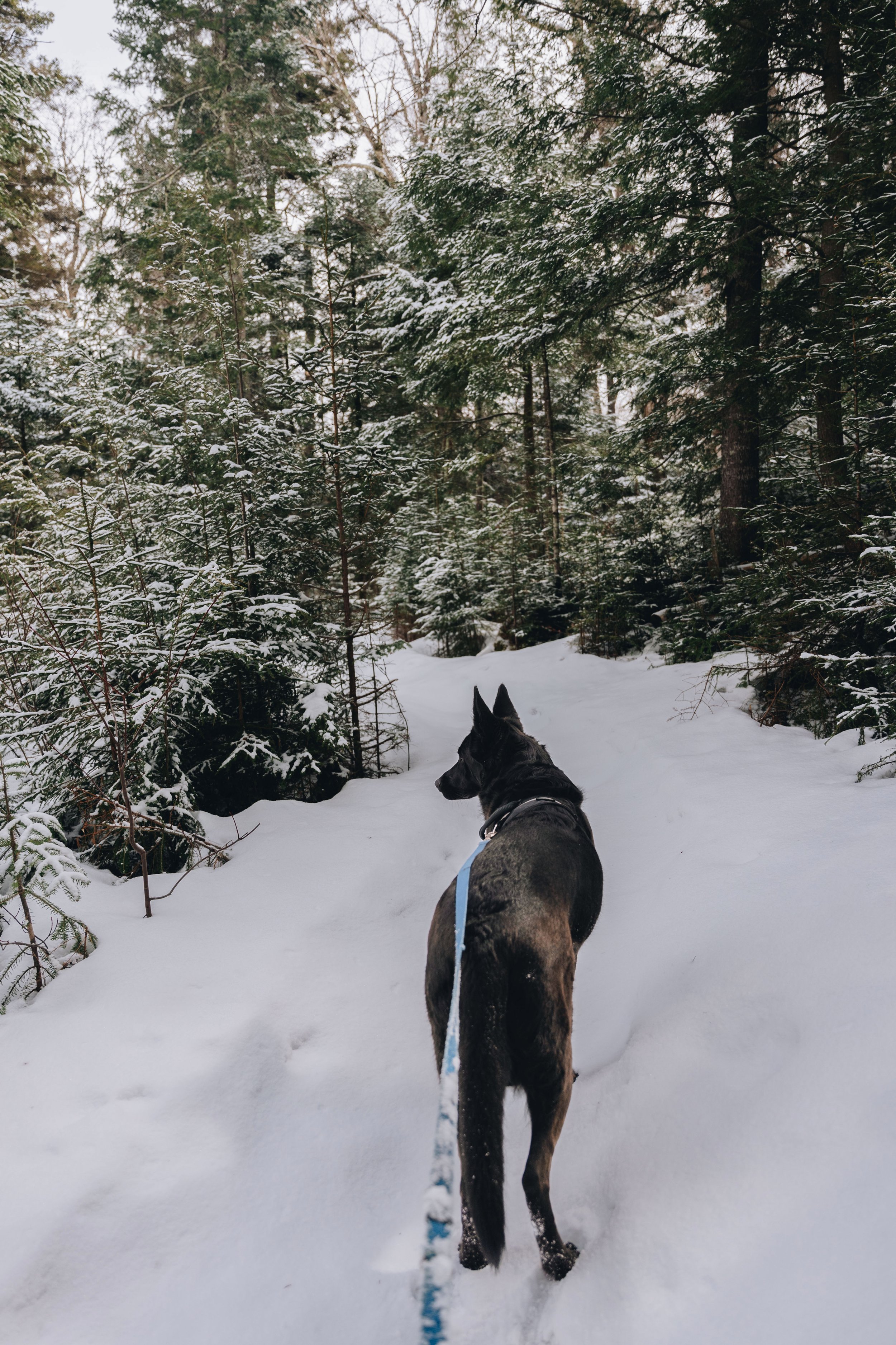 [Laurentides, Saint-Faustin-Lac-Carré] Parc Éco-Laurentides — On va se ...