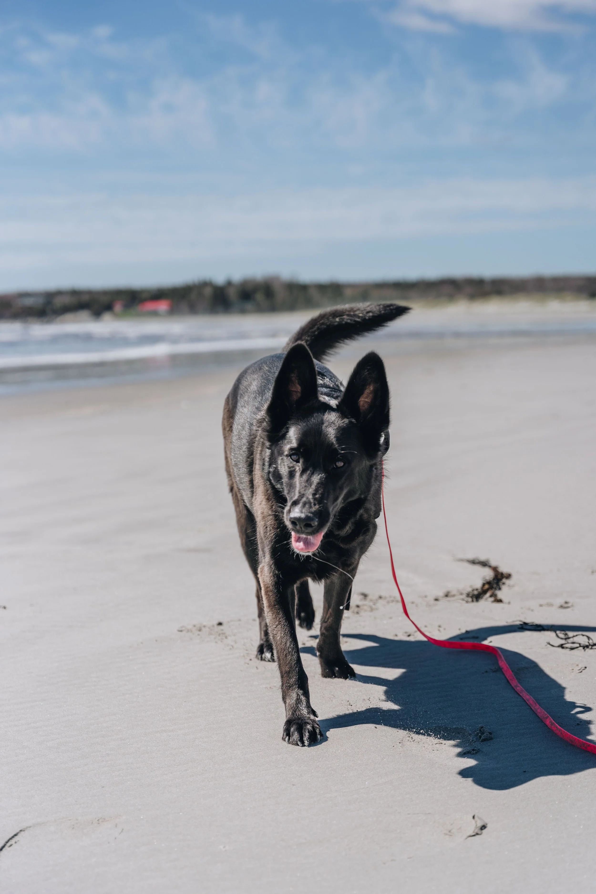 [N-É, Shelburne] Roseway Beach — On va se promener