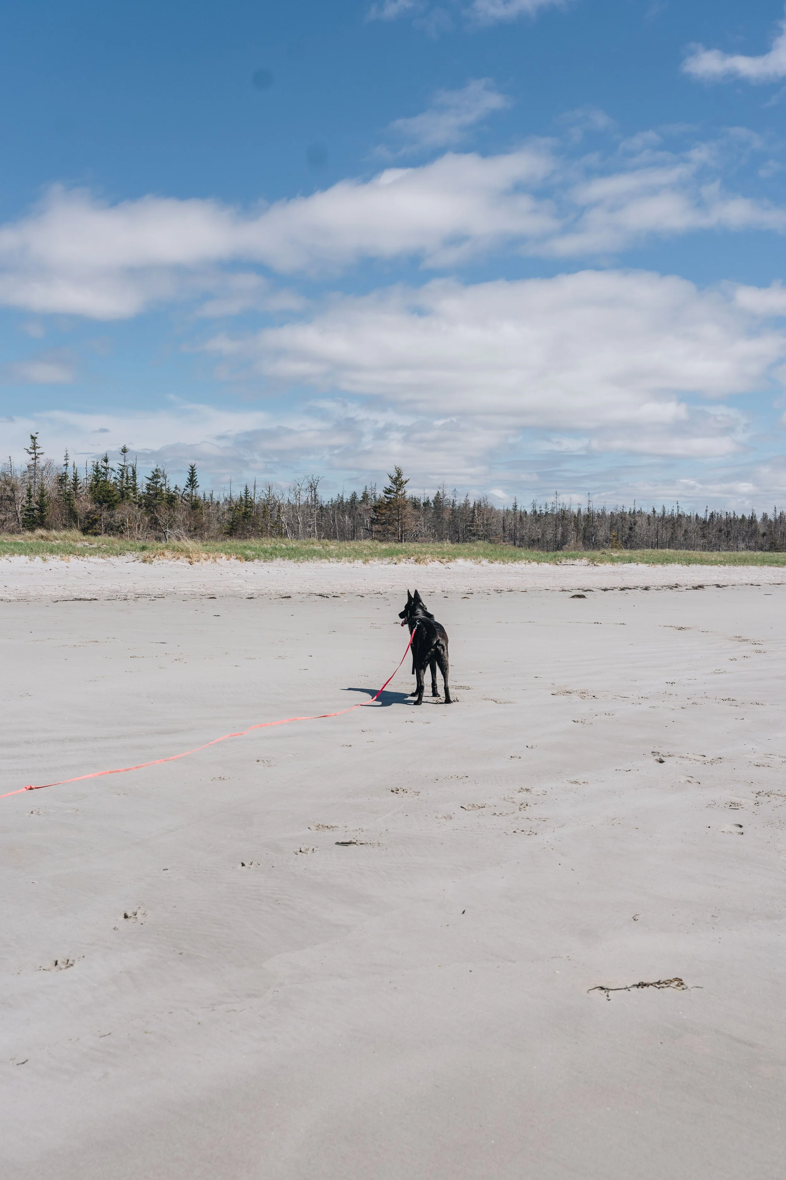 [N-É, Shelburne] Roseway Beach — On va se promener?