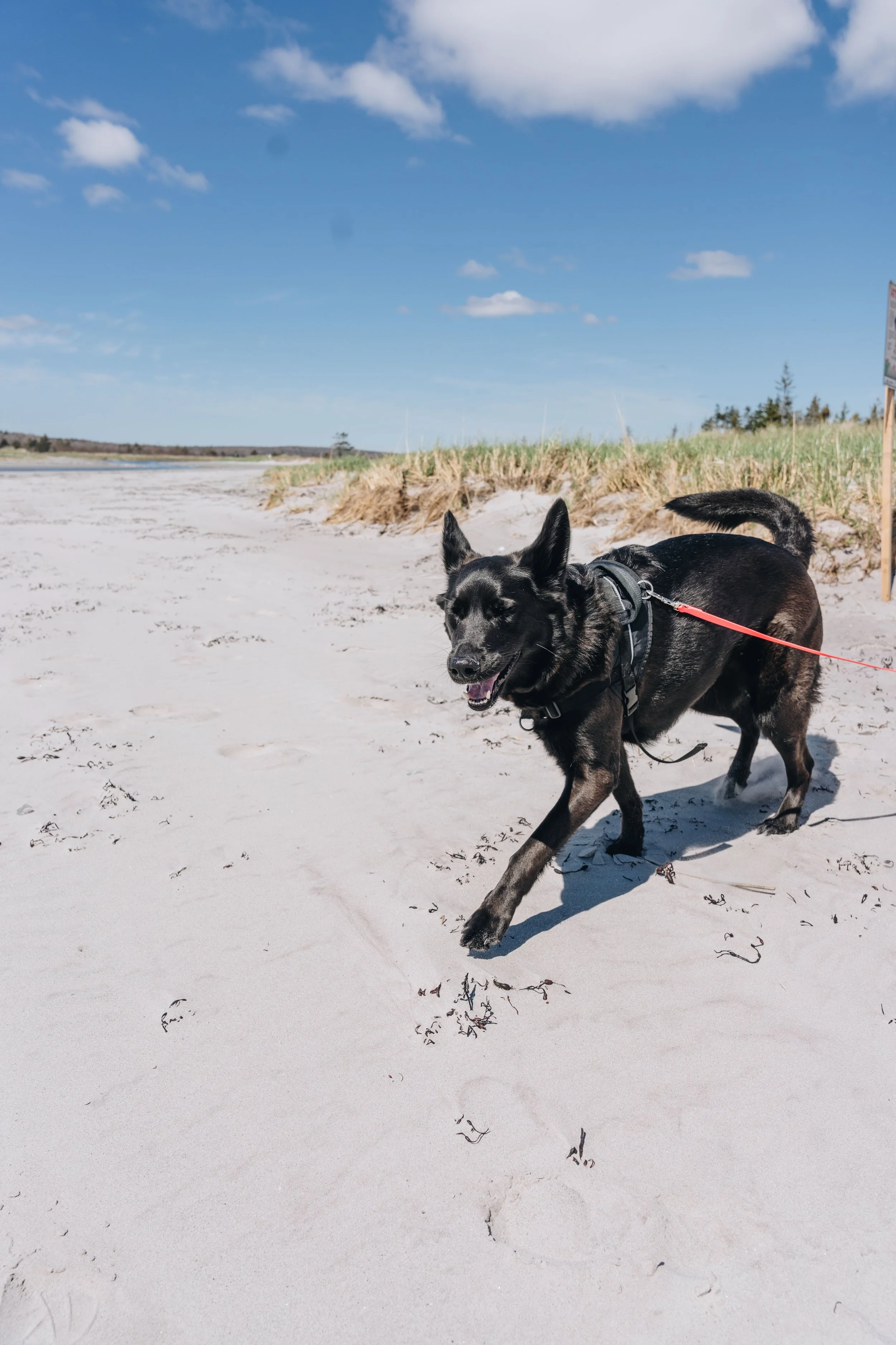 [N-É, Shelburne] Roseway Beach — On va se promener