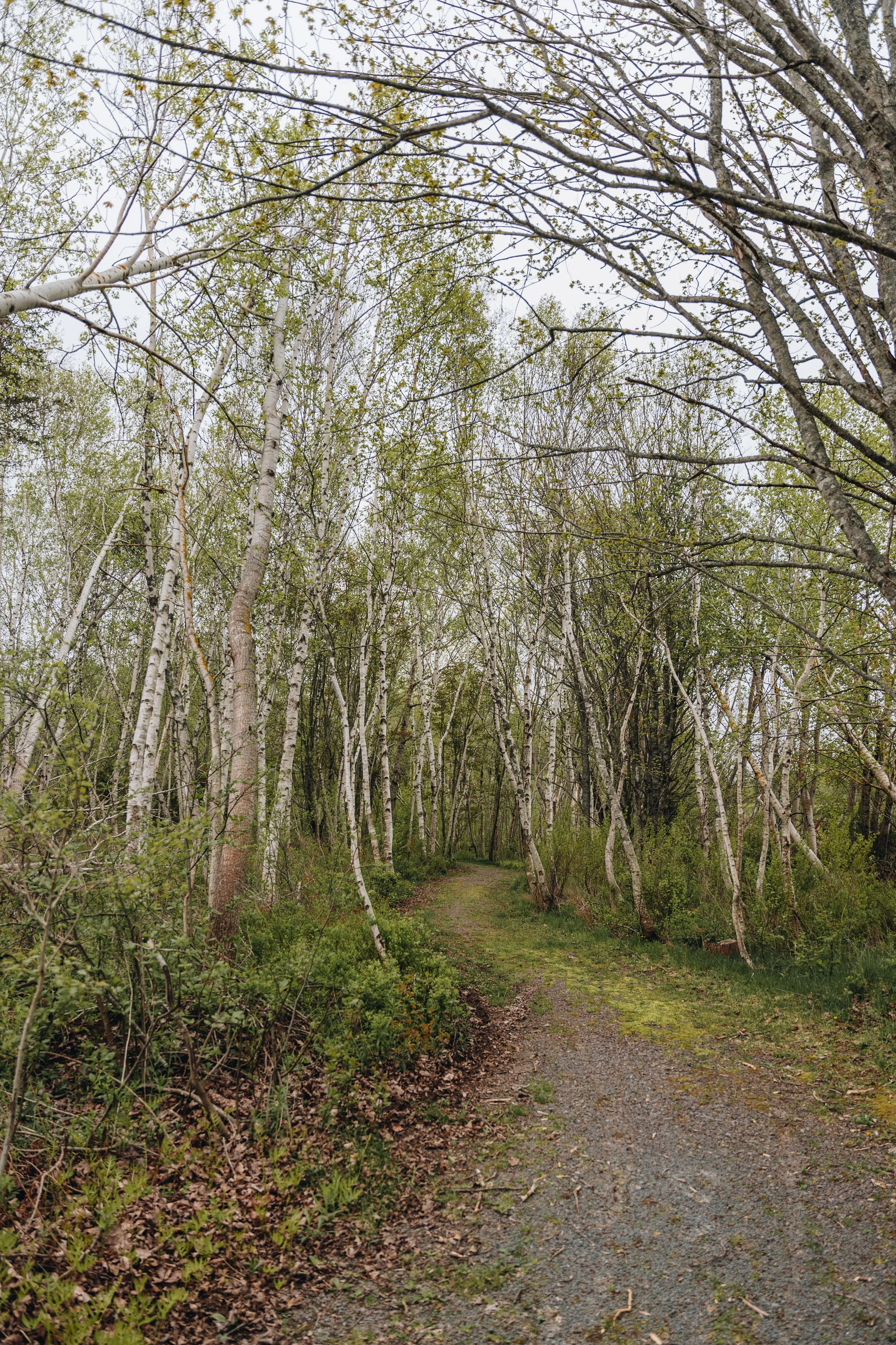 [N-É, Maitland] Parc provincial Anthony — On va se promener