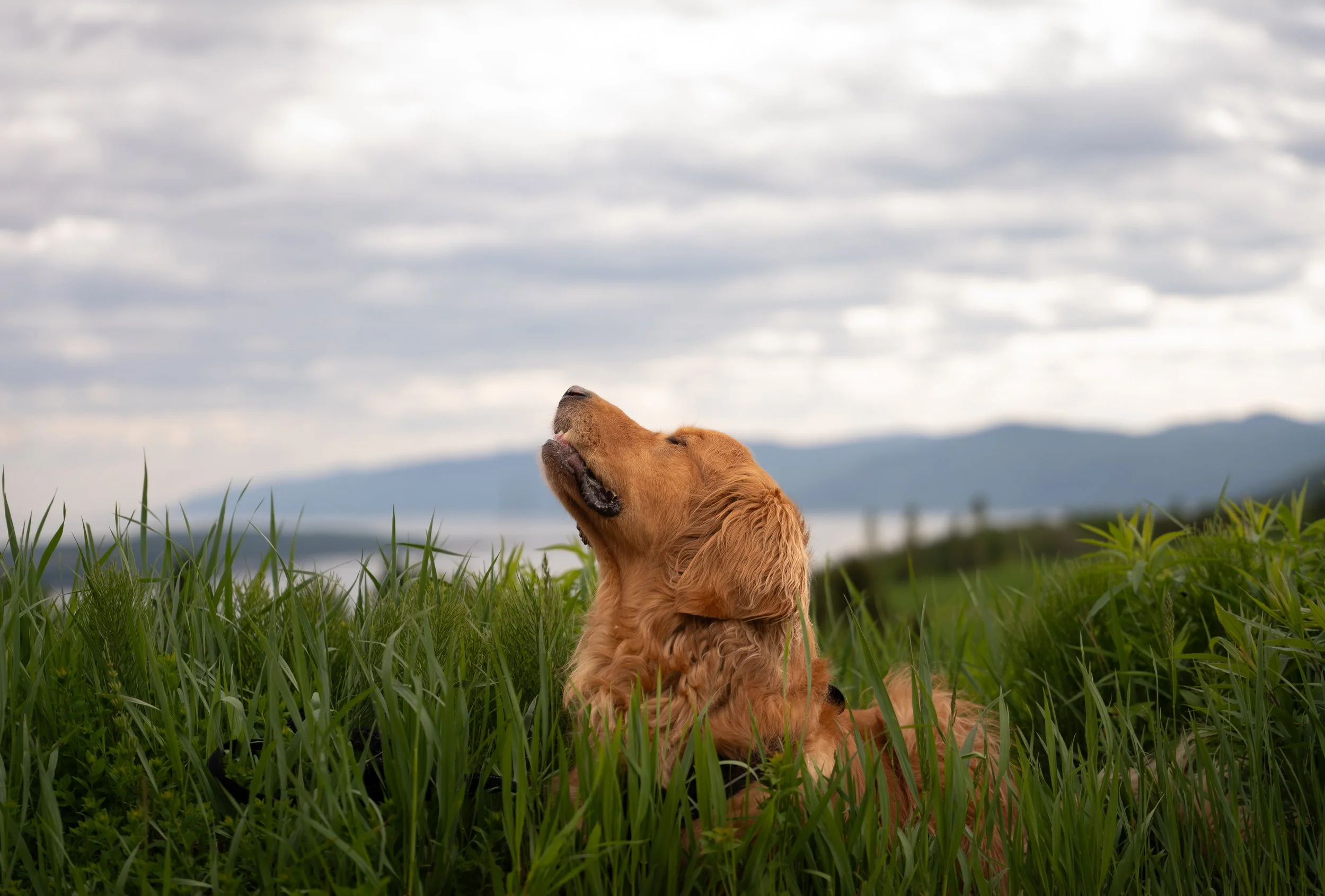 [Charlevoix, Les Éboulements] Auberge de nos Aïeux — On va se promener?
