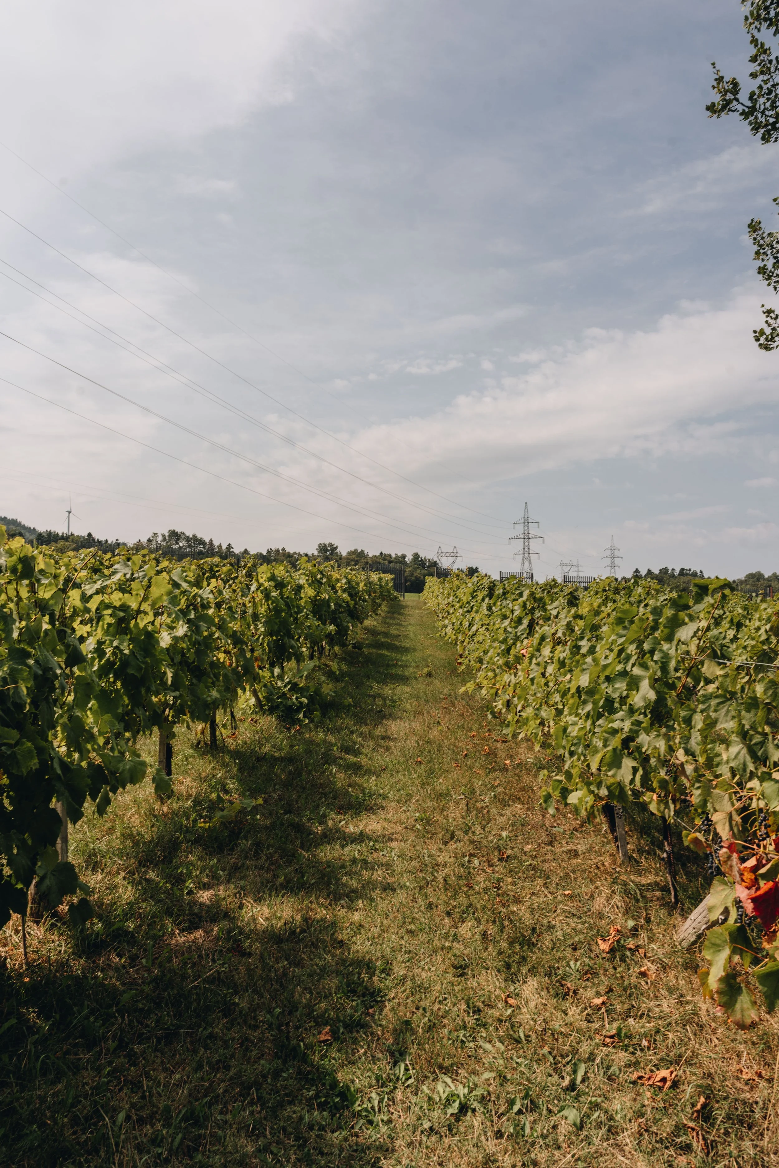 [BSL, Saint-Ulric] Vignoble Carpinteri — On va se promener