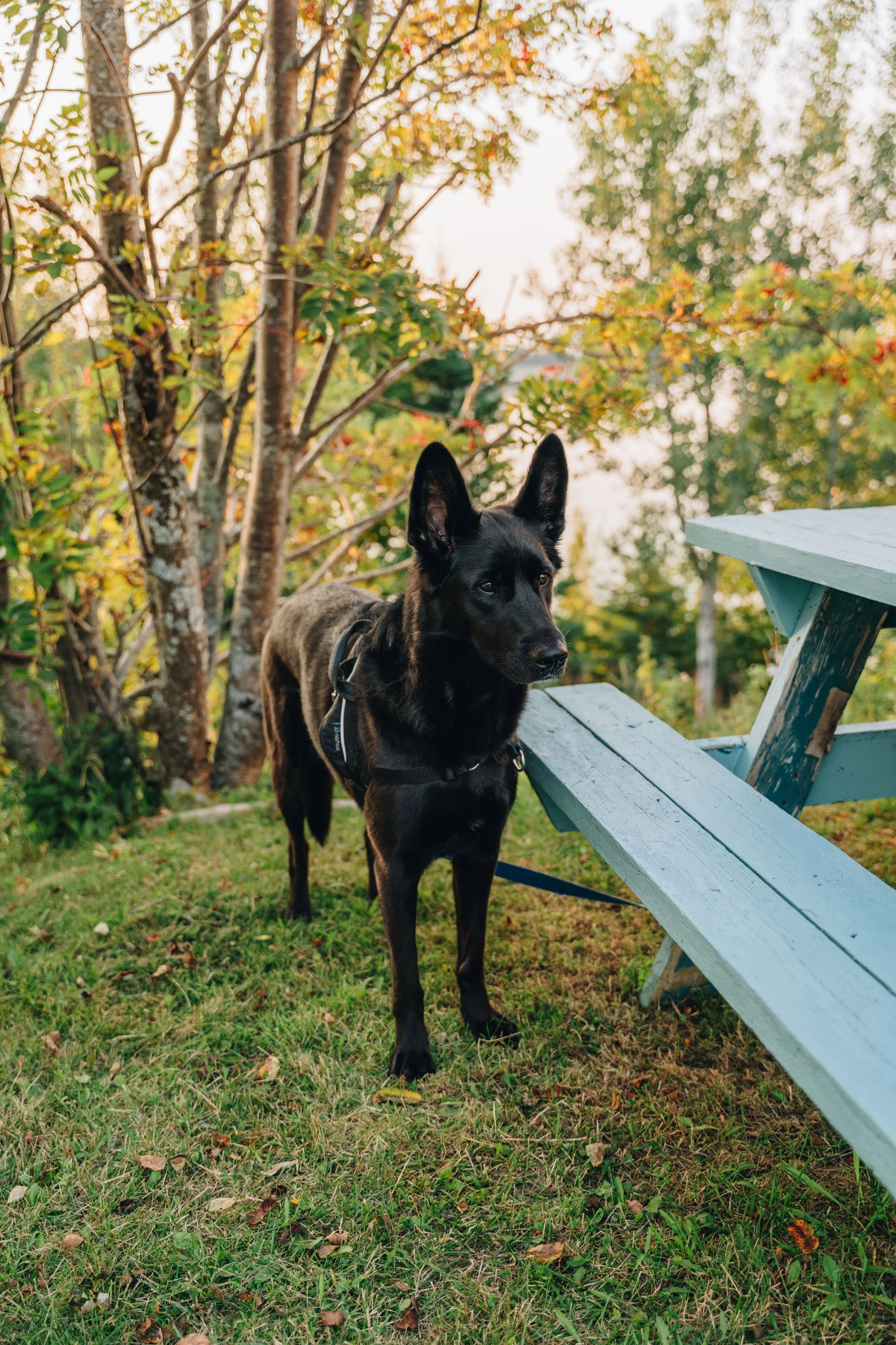 [BSL, Métis-sur-Mer] Petit Métis - Café, Buvette et Chalets — On va se ...