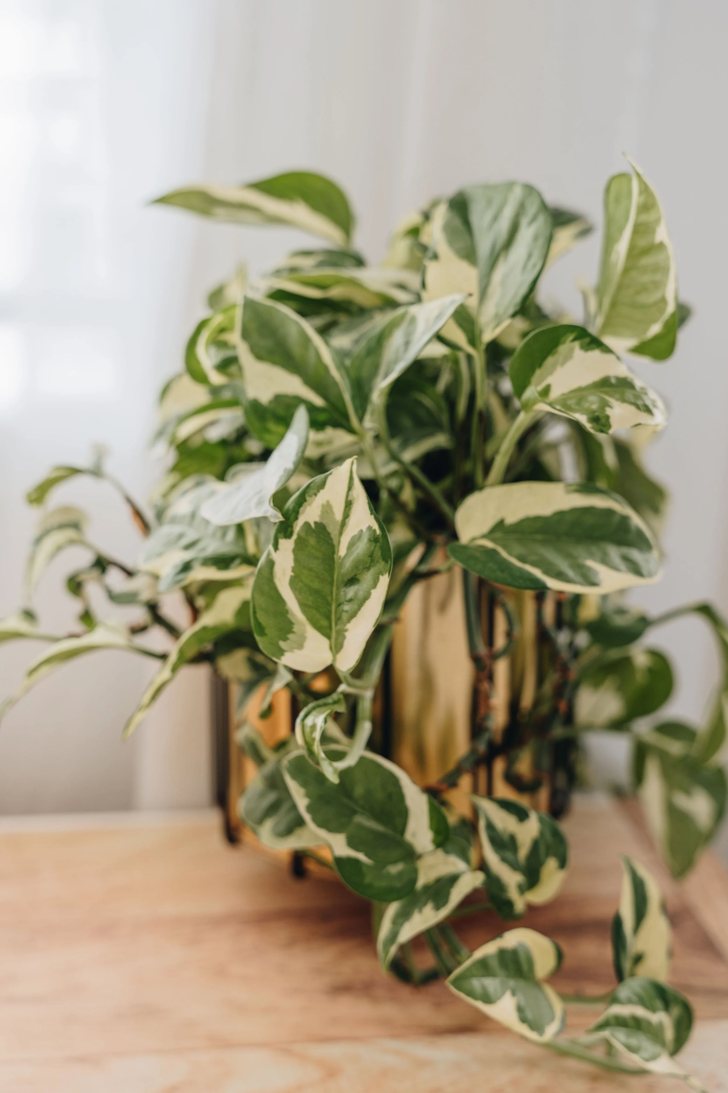 [Gaspésie, Matane] L'imprenable - Vue sur mer & spa — On va se promener