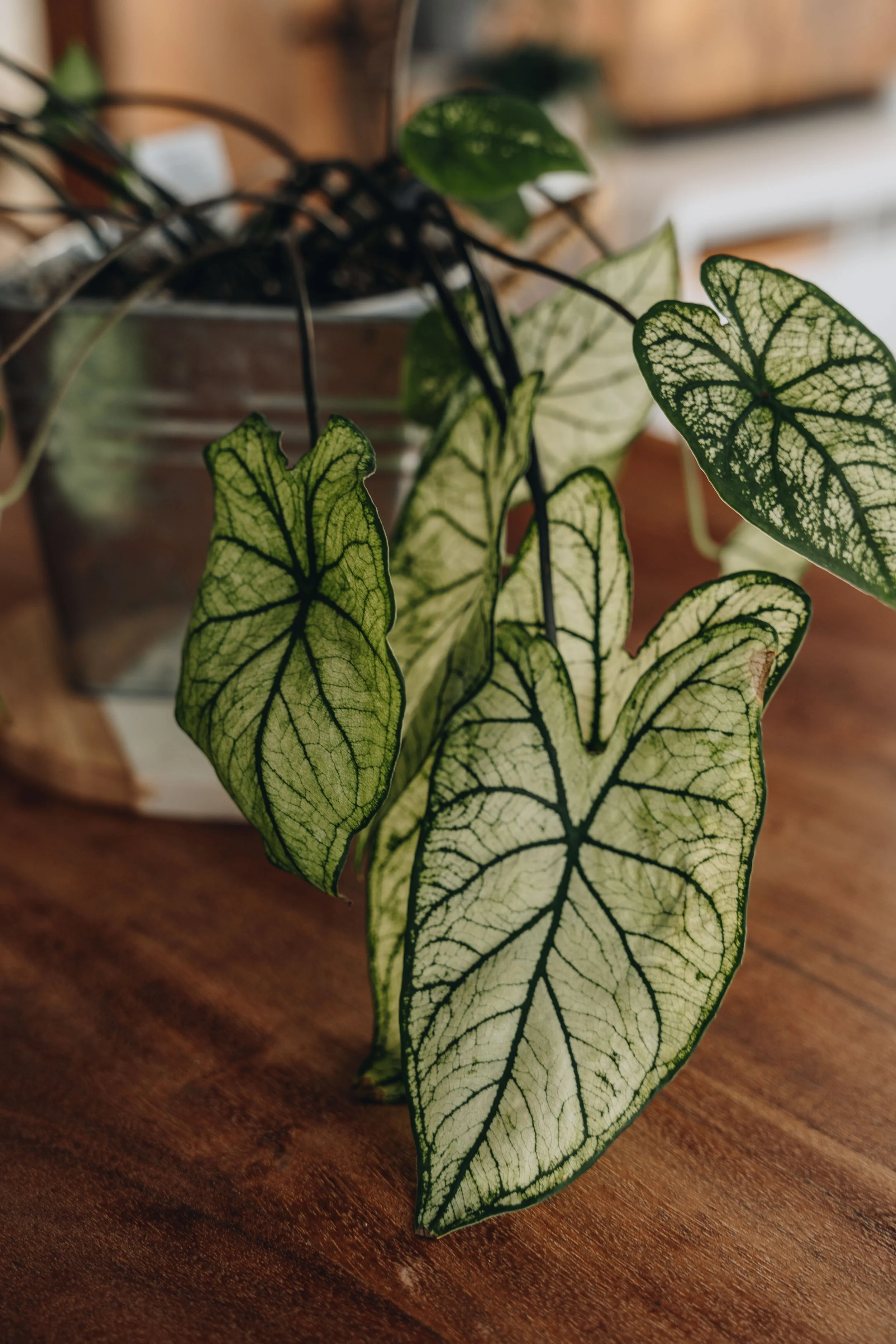 [Gaspésie, Matane] L'imprenable - Vue sur mer & spa — On va se promener