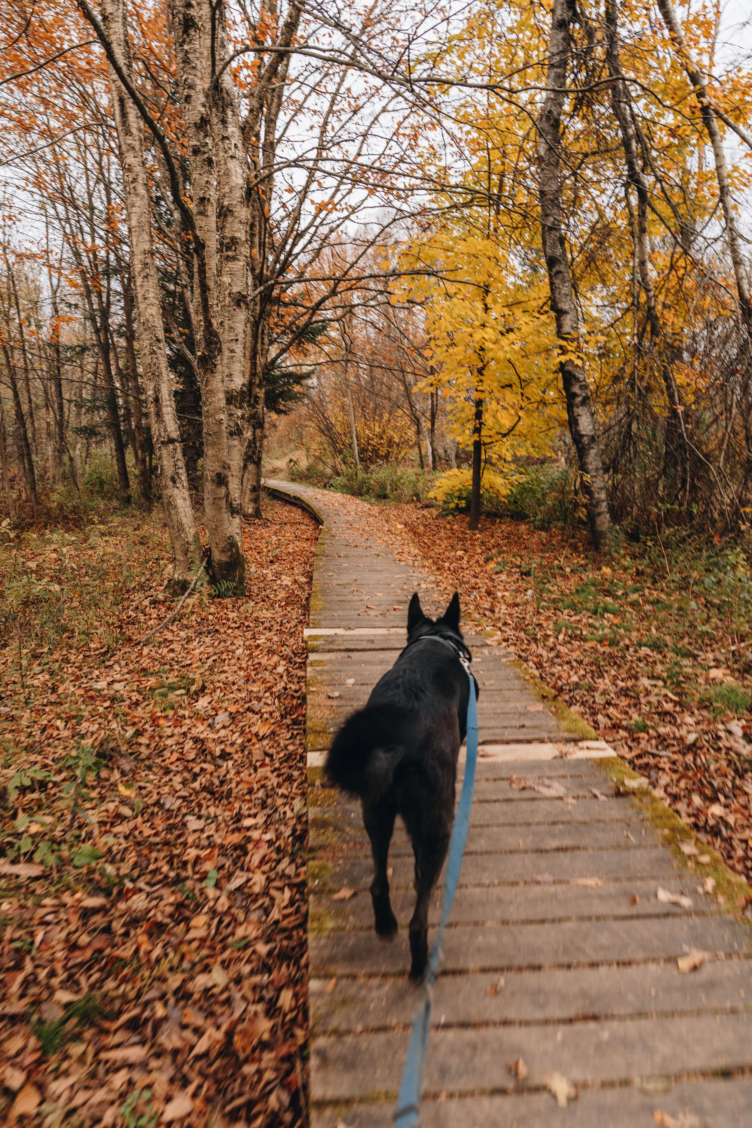 [Québec, Saint-Raymond] Parc riverain de la Sainte-Anne — On va se promener