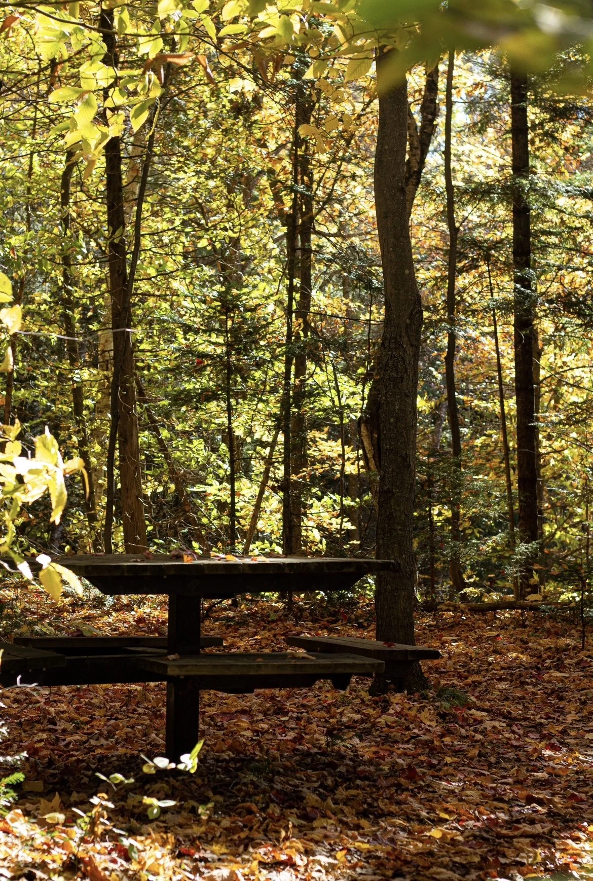 [Mauricie, Notre-Dame-du-Mont-Carmel] Parc nature La Gabelle — On va se ...