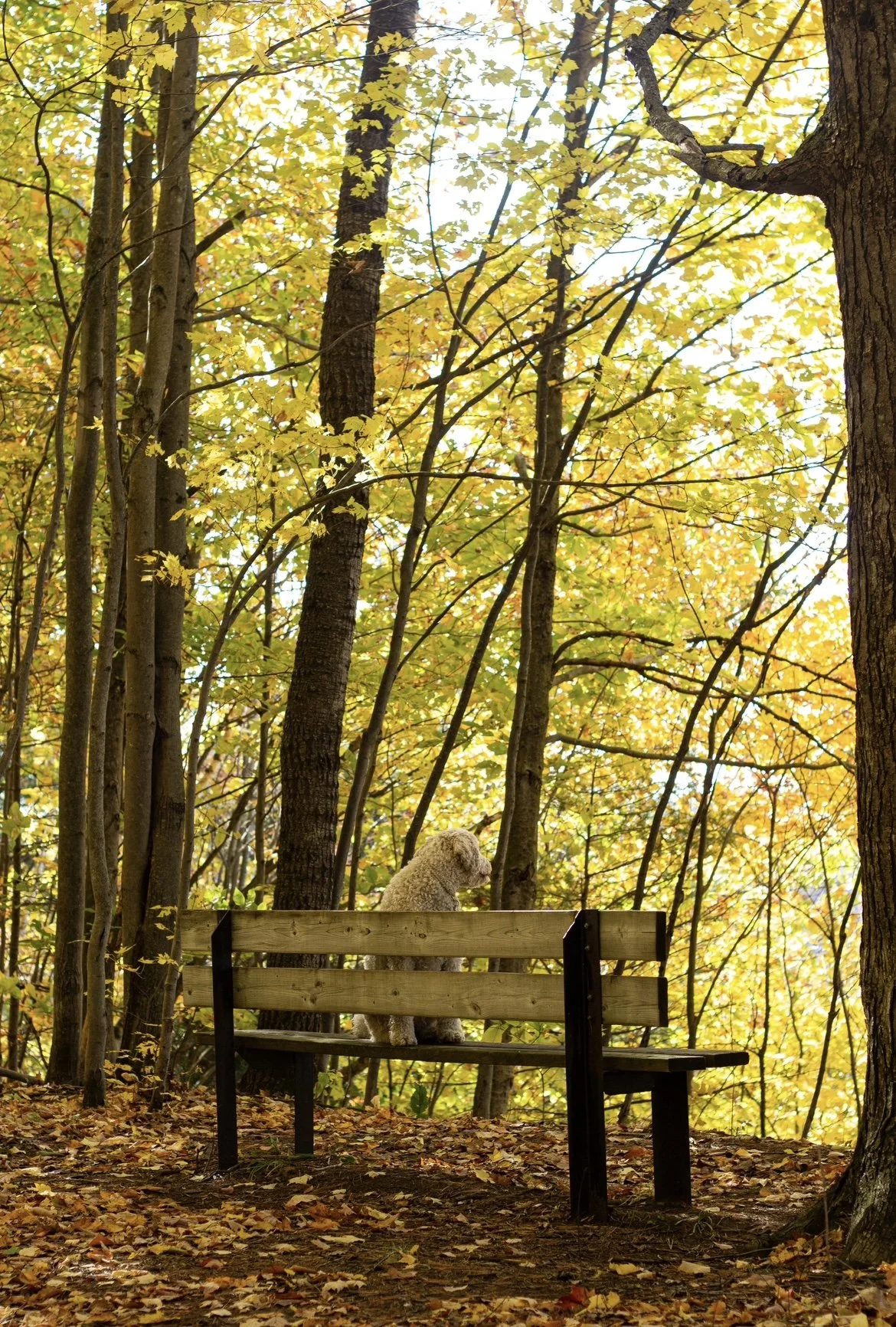 [Mauricie, Notre-Dame-du-Mont-Carmel] Parc nature La Gabelle — On va se ...