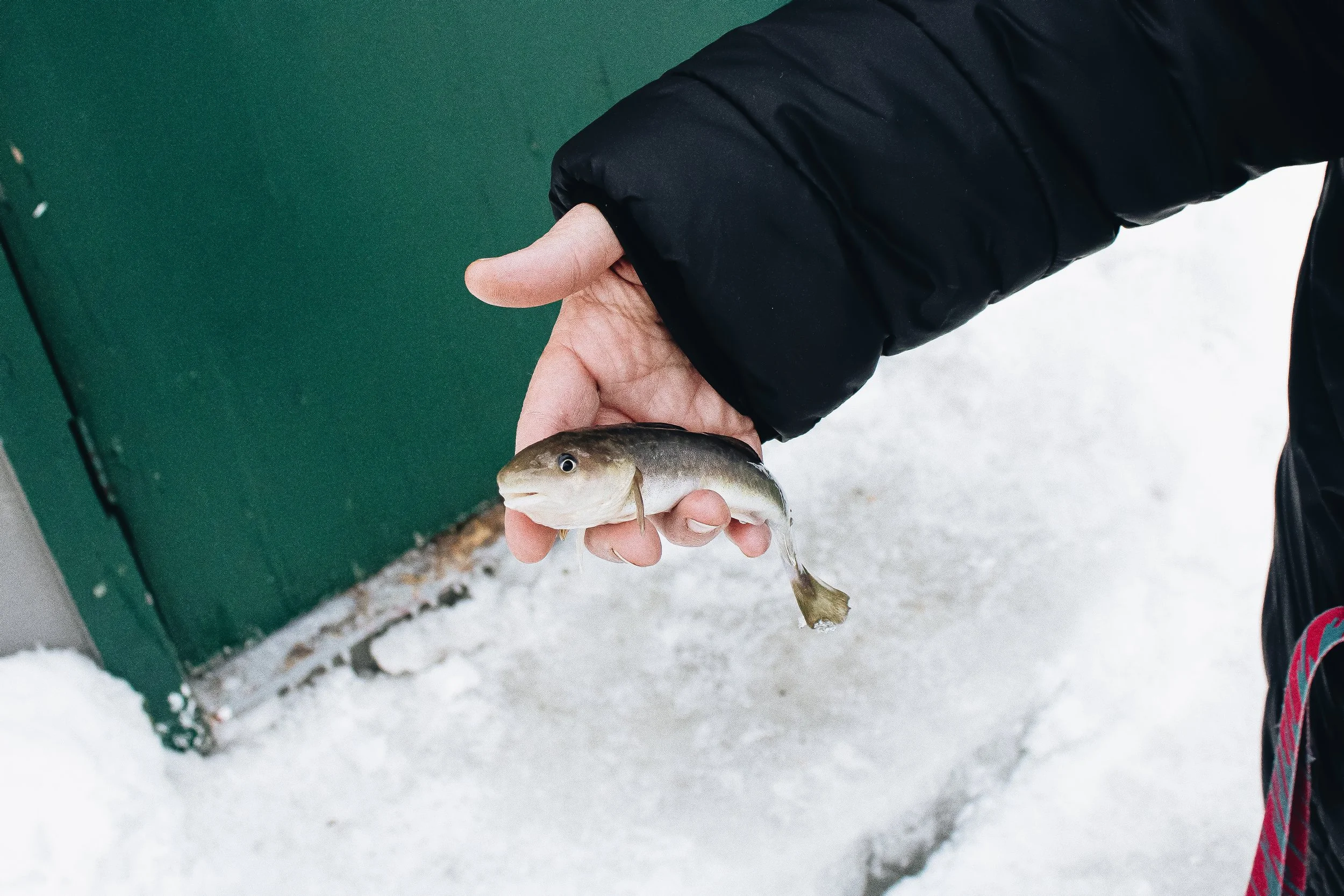 [Mauricie, St-Anne-de-la-Pérade] Les petits poisson des chenaux — On va ...