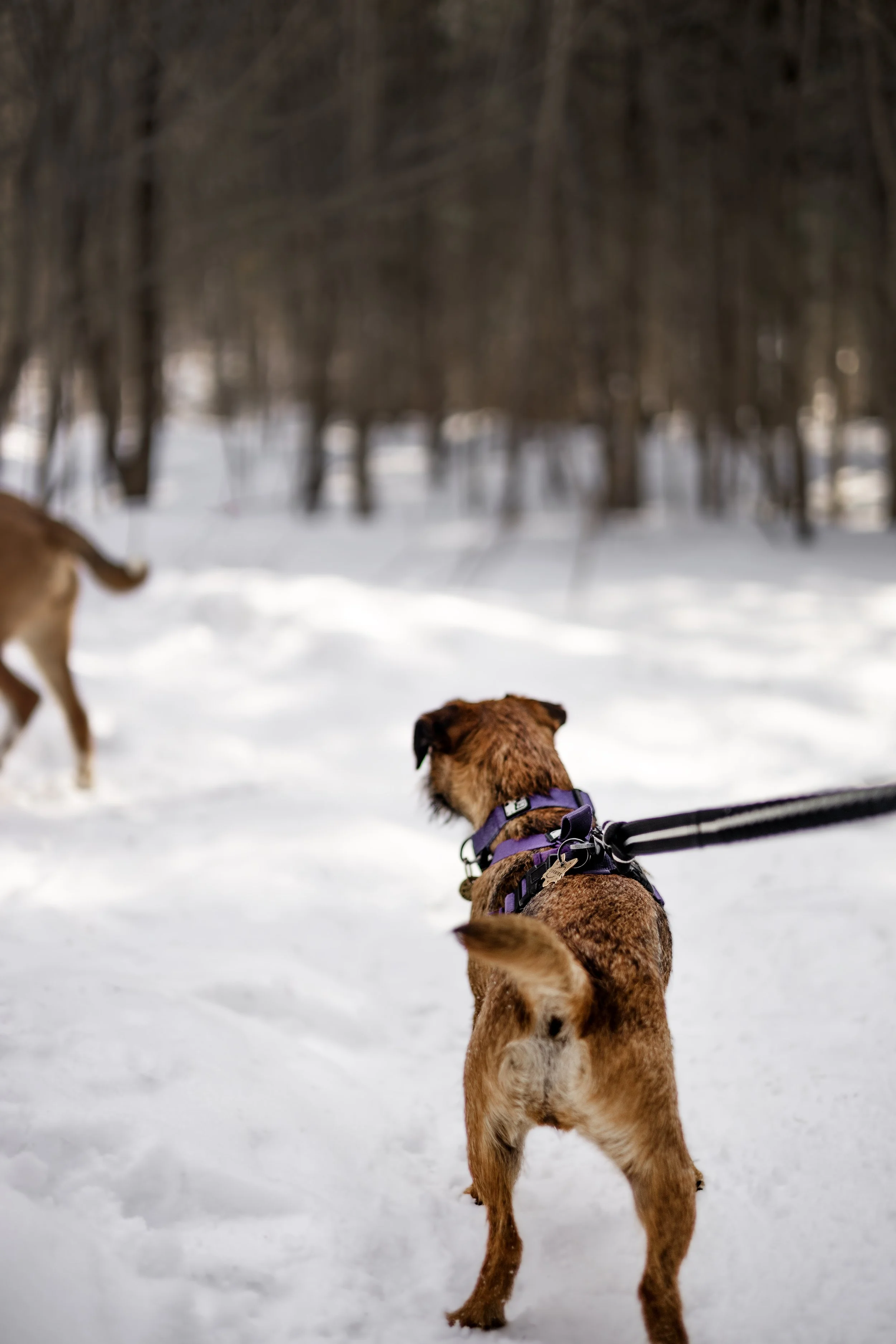 [Beauce, Sainte-Claire] Sentier du boisé à l'aréna — On va se promener?