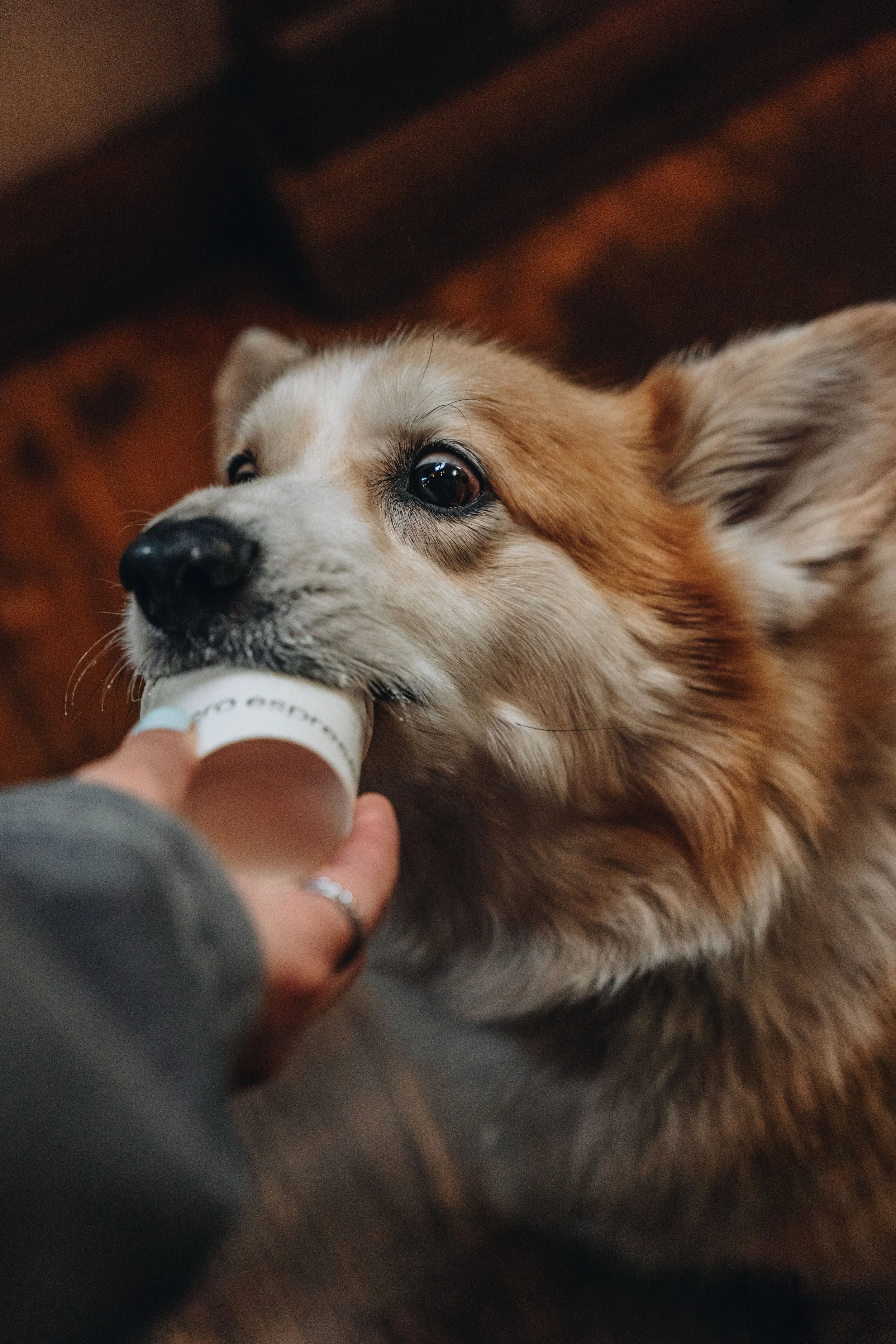 [MTL, Vieux-Montréal] Micro Espresso Café — On va se promener