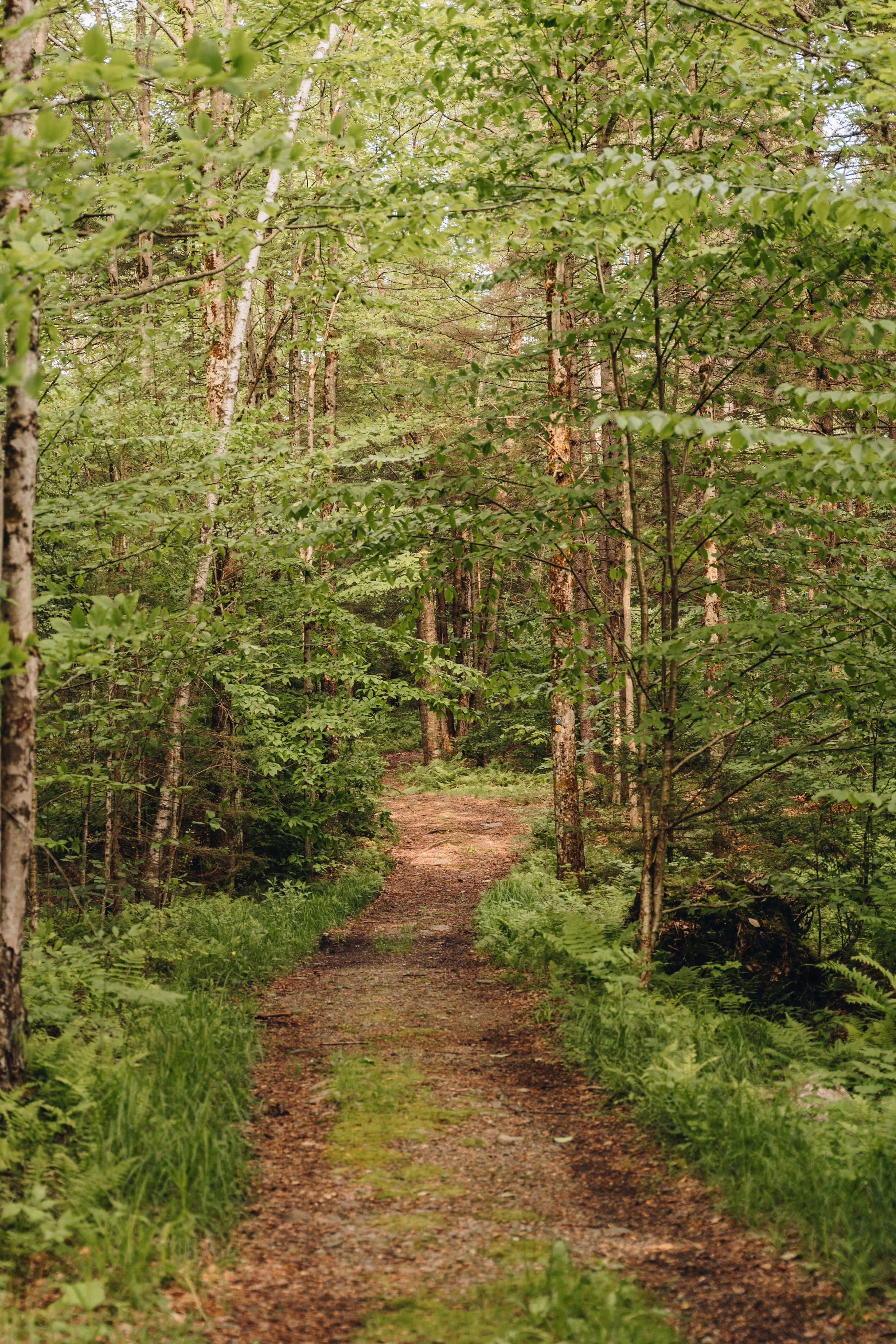 [Estrie, Sutton] Au Diable vert — On va se promener