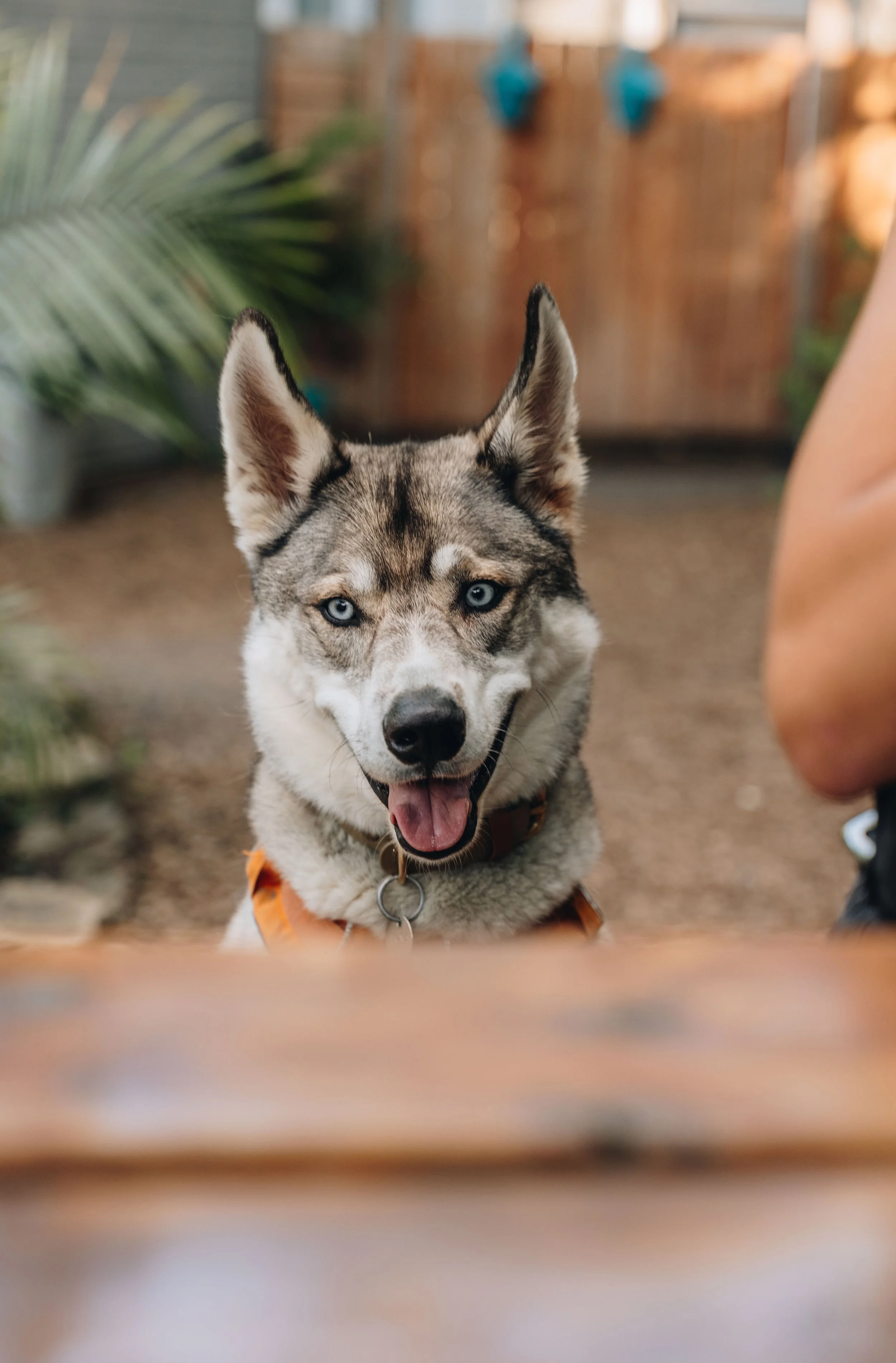 [Québec, Loretteville] Fendel & Lilo (Liloland) — On va se promener