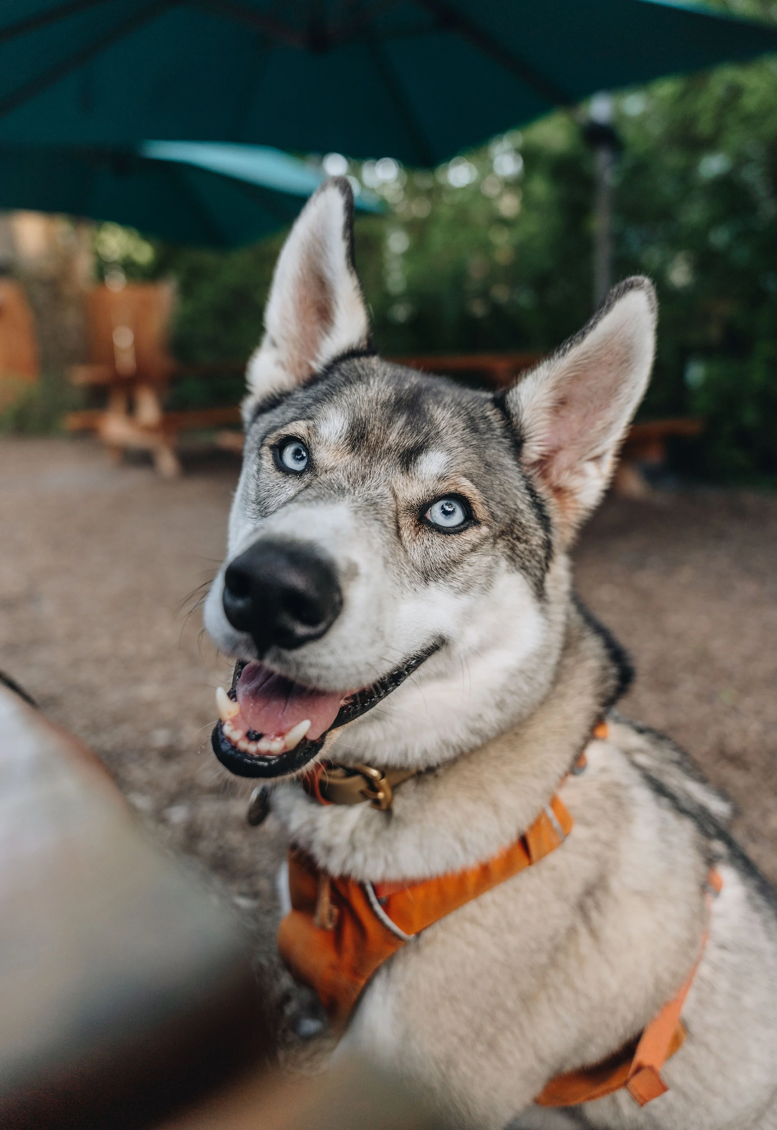 [Québec, Loretteville] Fendel & Lilo (Liloland) — On va se promener