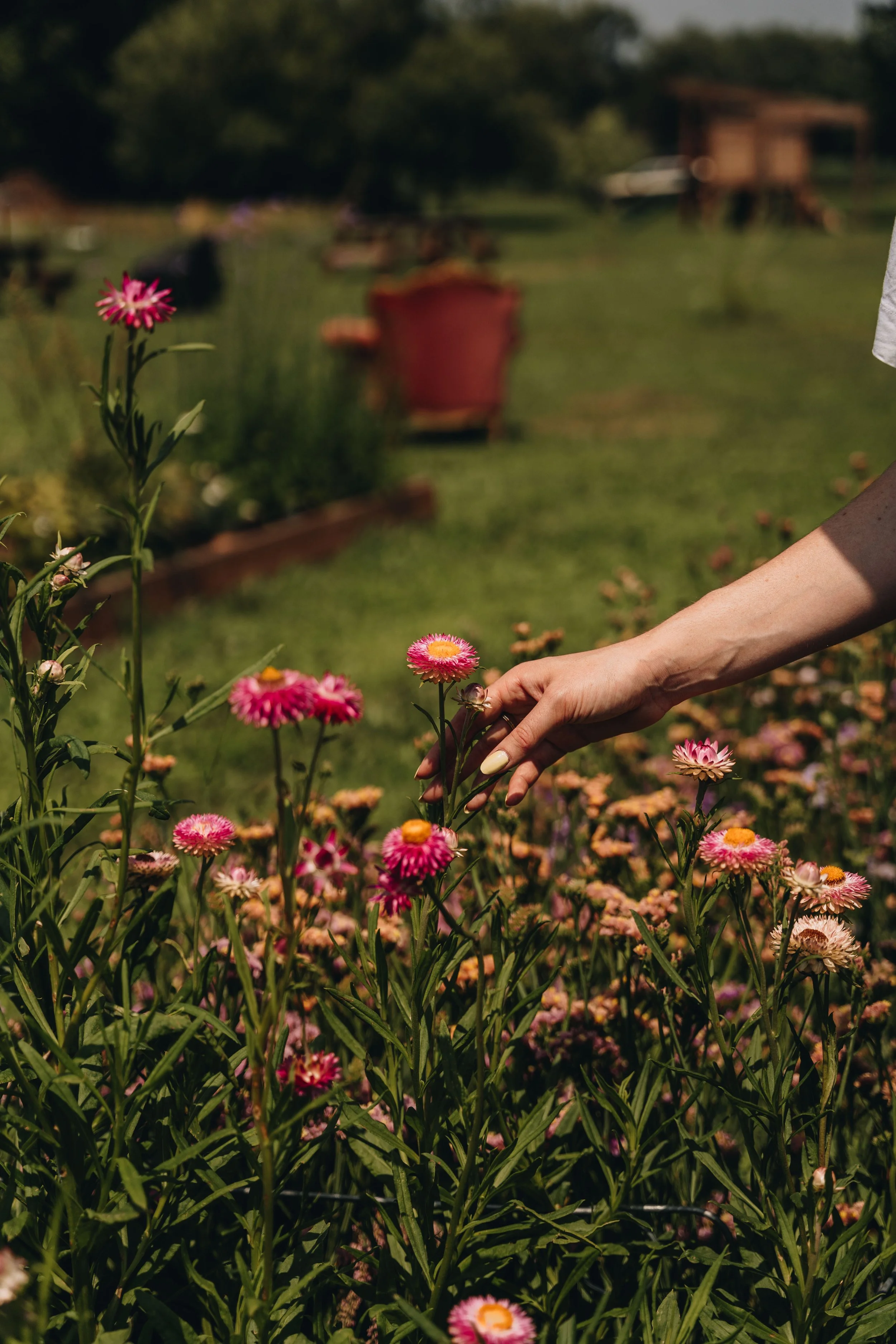 [Montérégie, Saint-Édouard] Ail Lys ferme florale — On va se promener