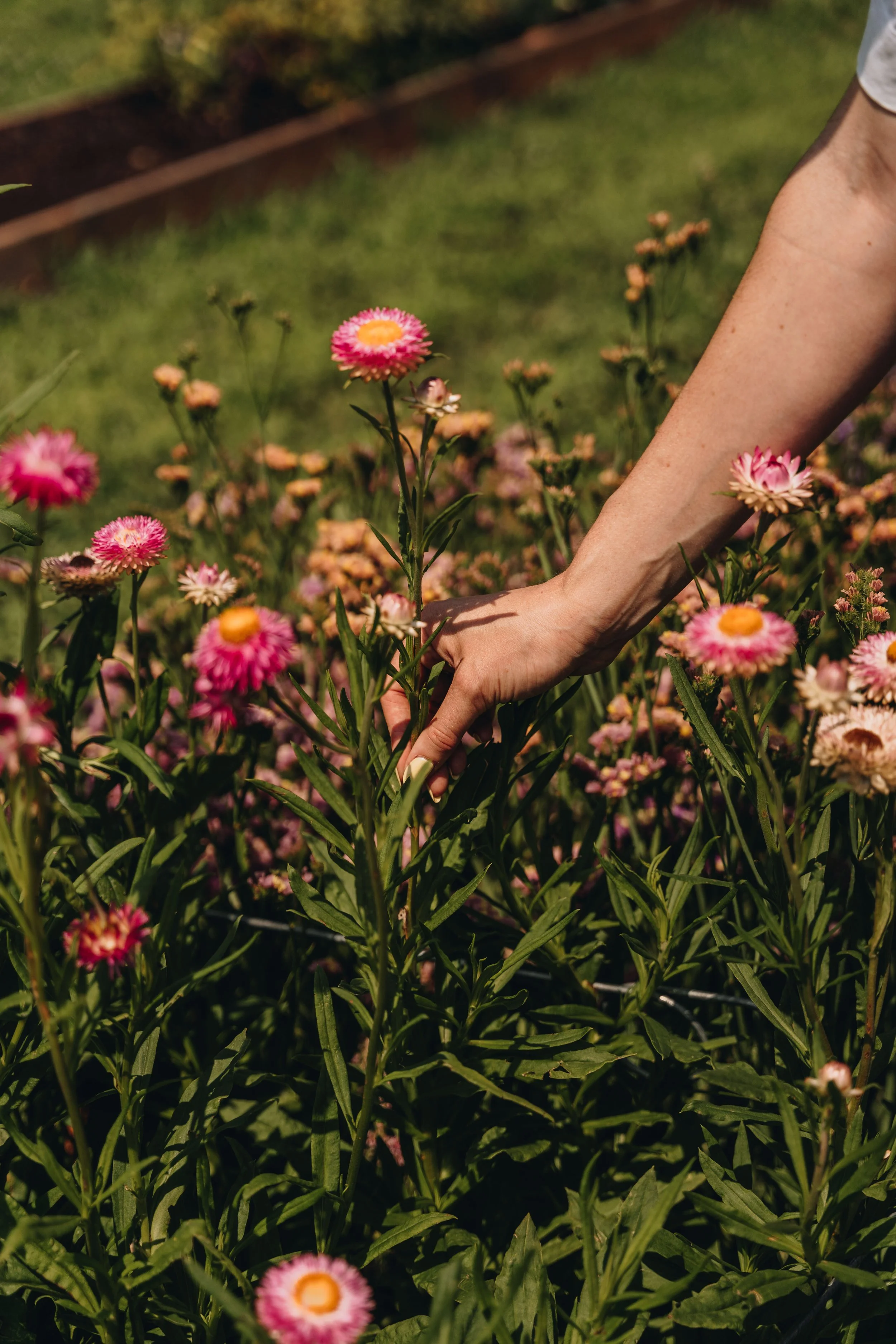[Montérégie, Saint-Édouard] Ail Lys ferme florale — On va se promener