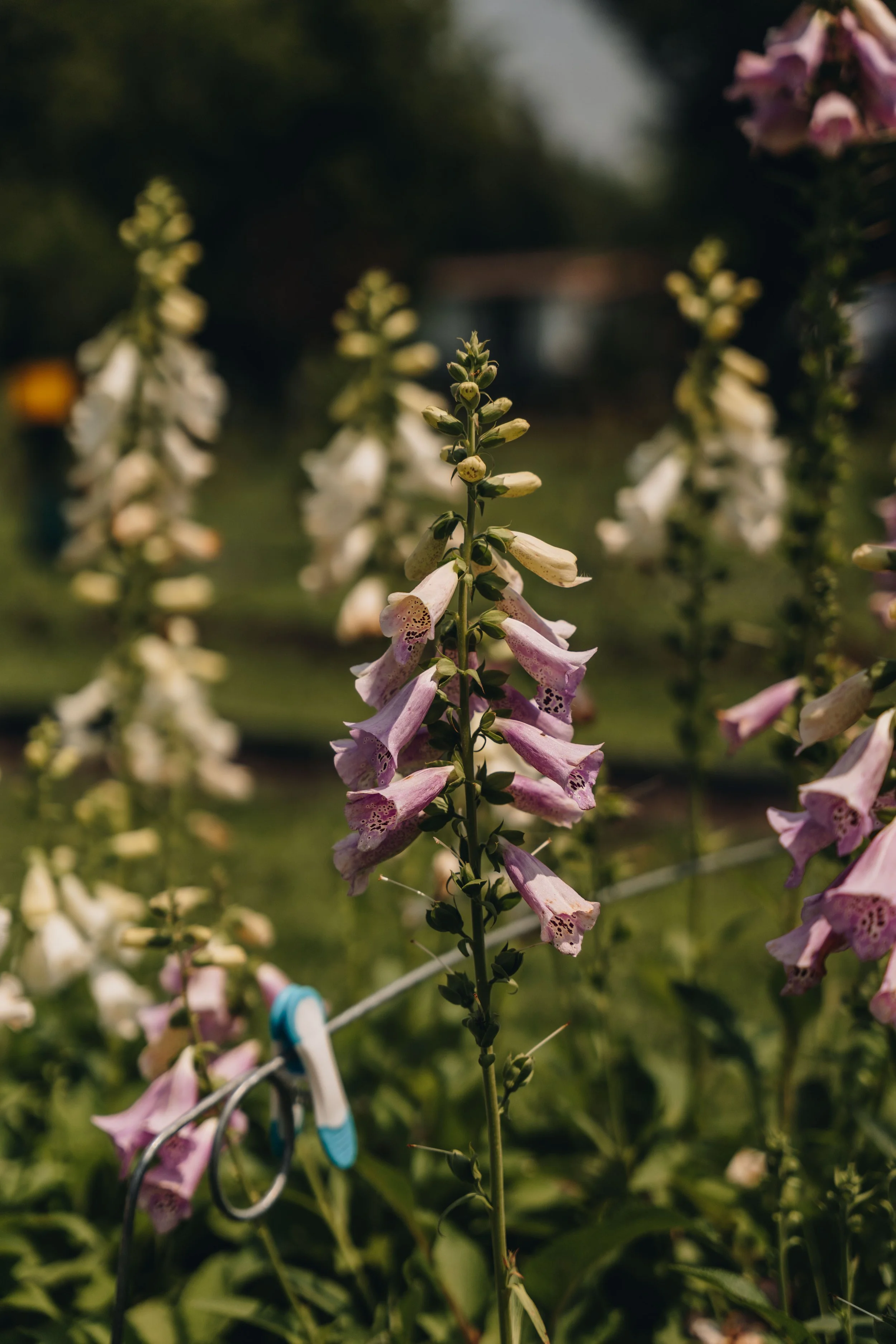 [Montérégie, Saint-Édouard] Ail Lys ferme florale — On va se promener