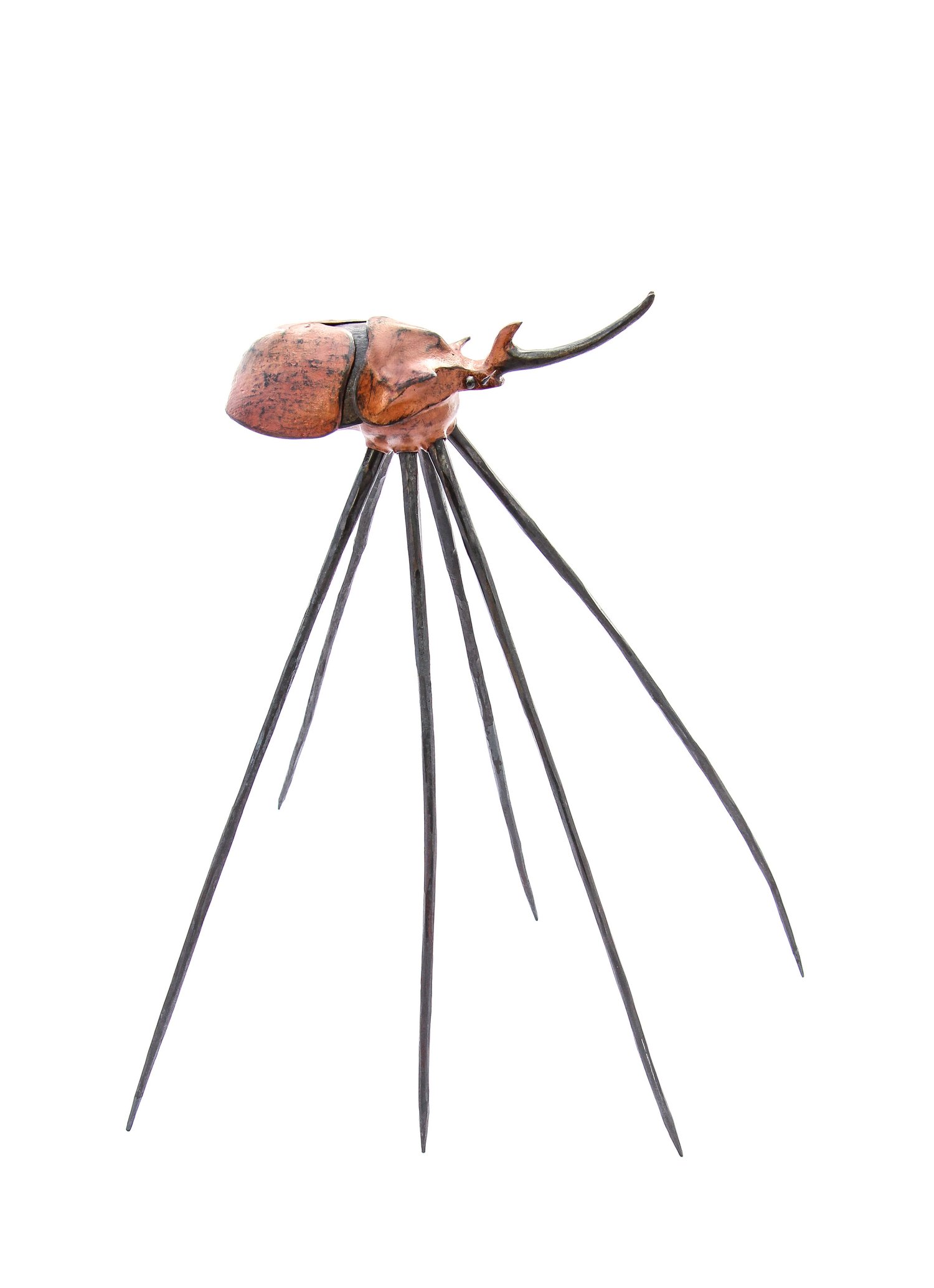 Elephant Beetle