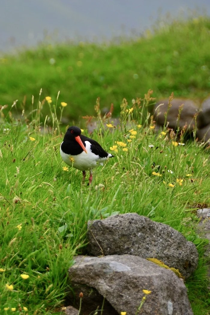 Visiting The Faroe Islands — On the Go with Heidi