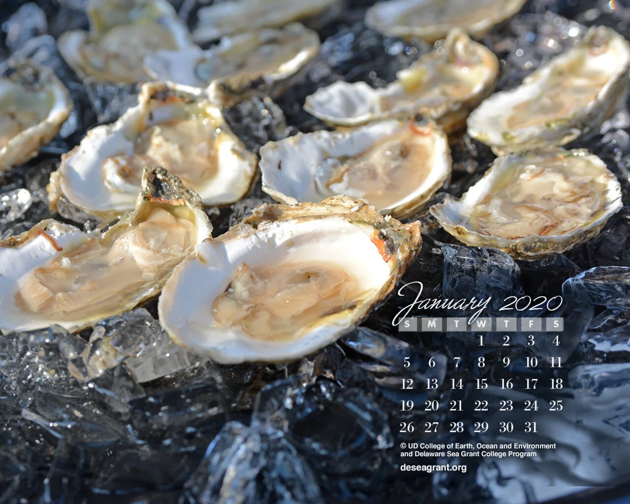January 2020 - Shellfish Aquaculture Returns to Delaware — Delaware Sea ...