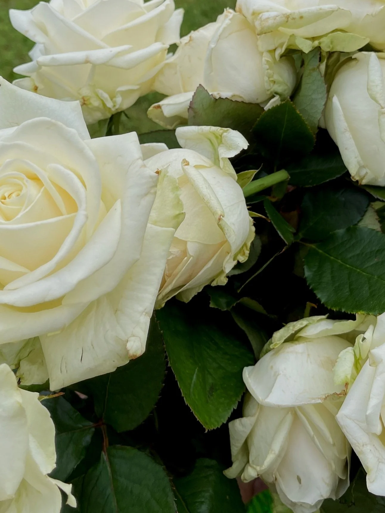 Grief Changes Your Brain: Unveiling the Impact of Loss