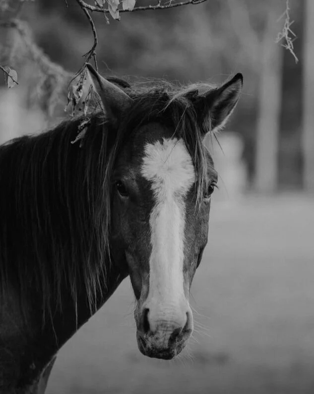 Back at Chestnut Ranch | Short Story — MELINA MARIA MORRY