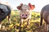 Animals — The Farm Byron Bay